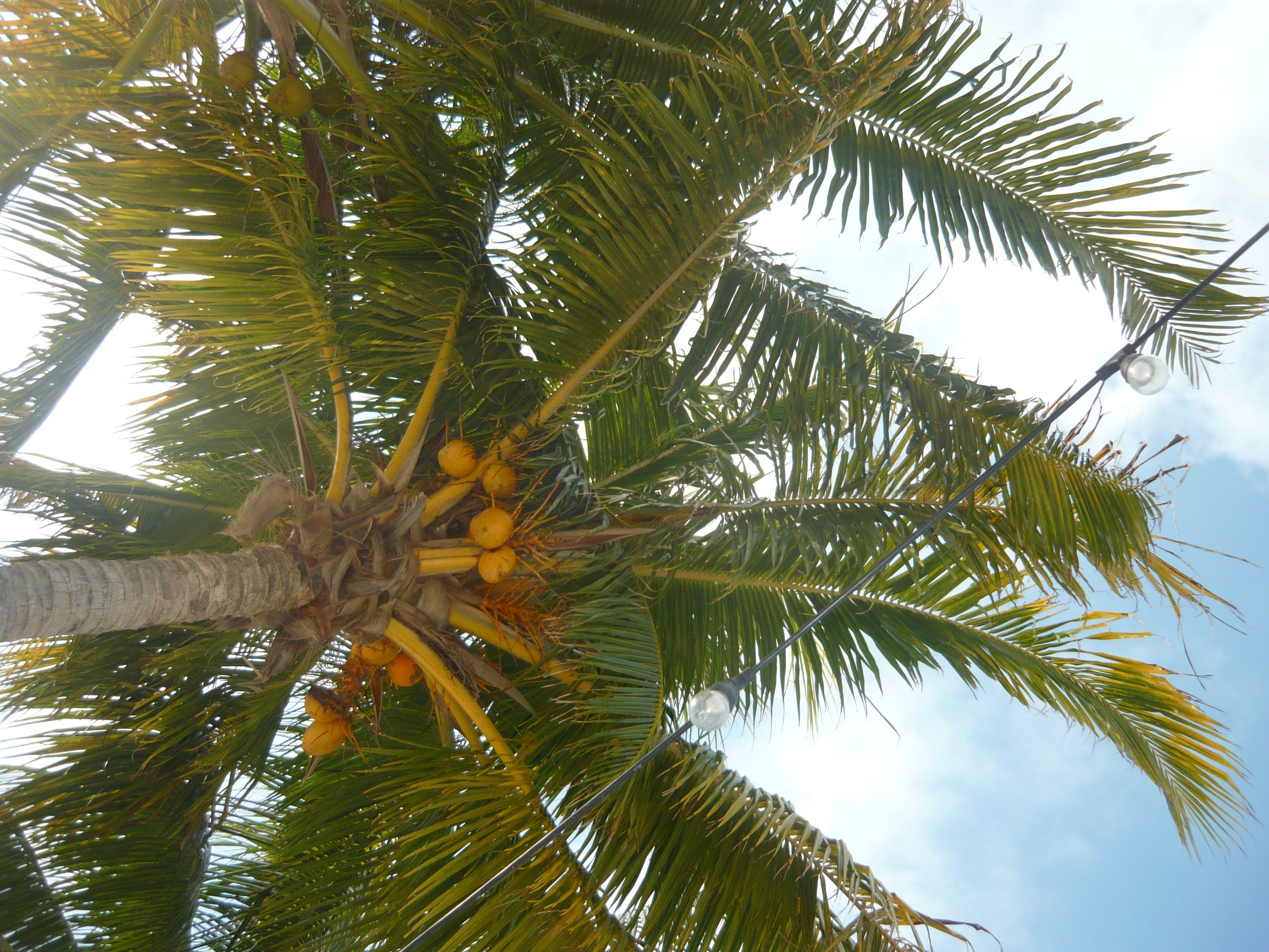 La teoria del coco - by TTM by ISABELLA - TTM’s Substack