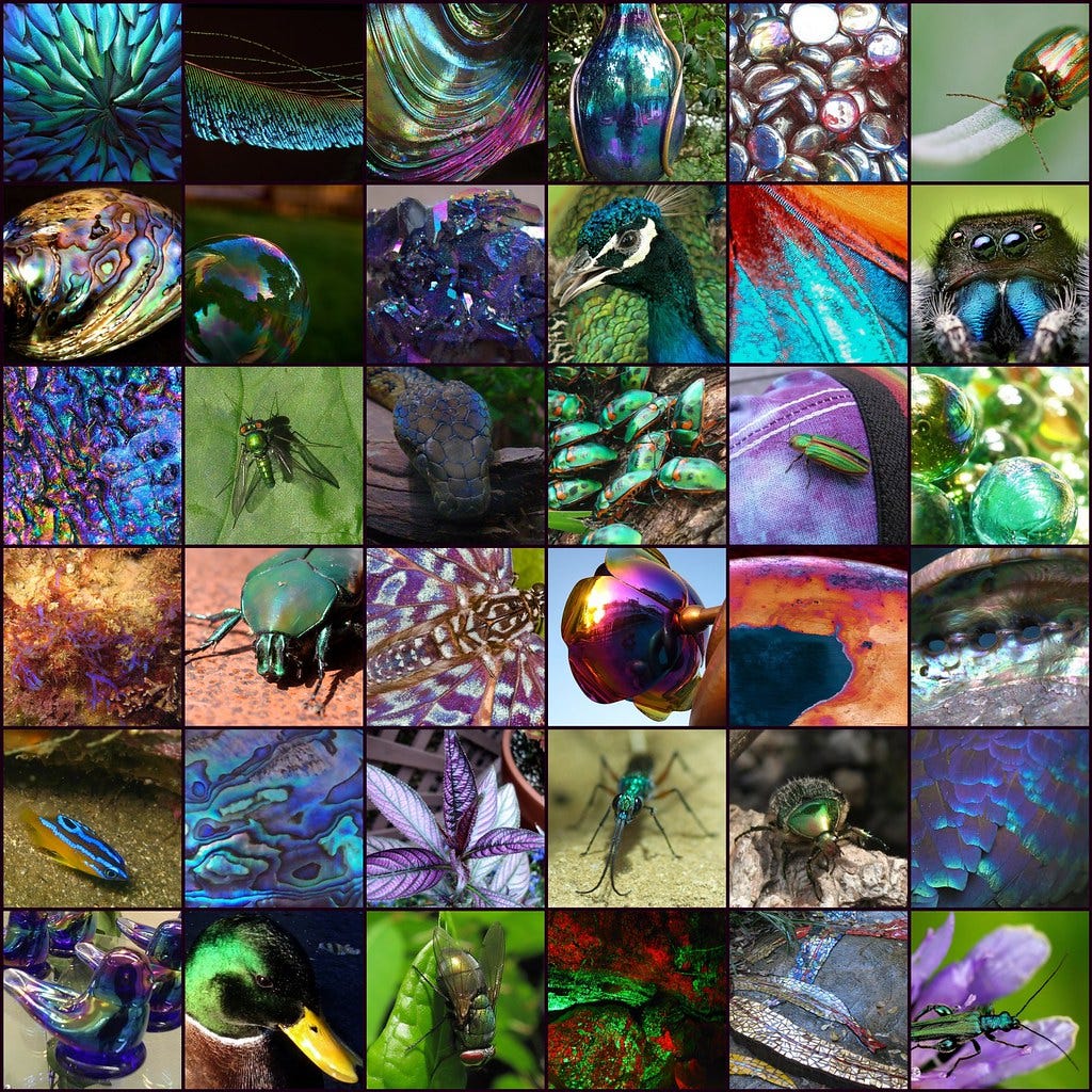 Iridescence: a Color Phenomenon - Color Insider