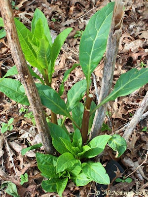 4 Springtime Shoots You Must Have - Clay Bowers' Substack