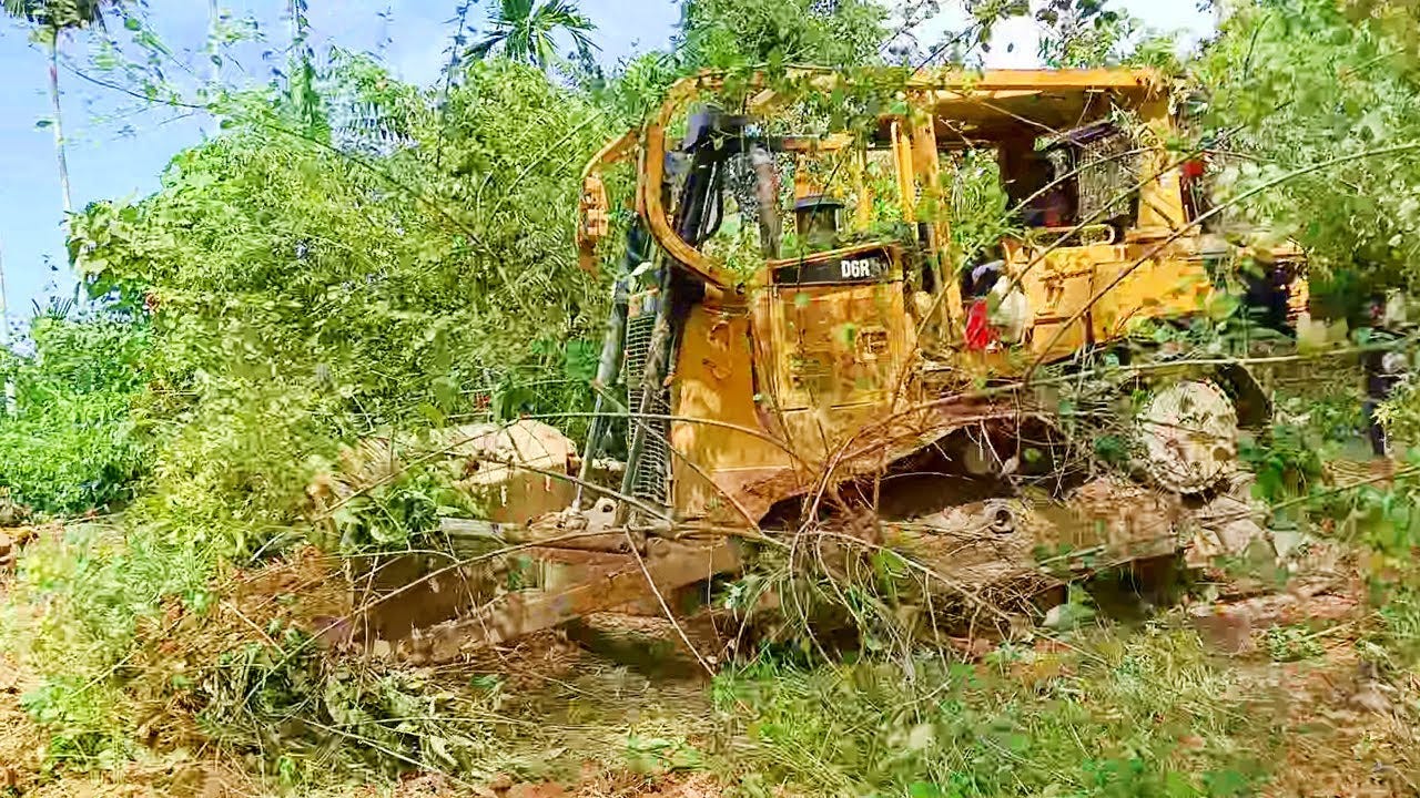 Can ‘Rewilding’ Come to Southeast Asia? - Asia Sentinel