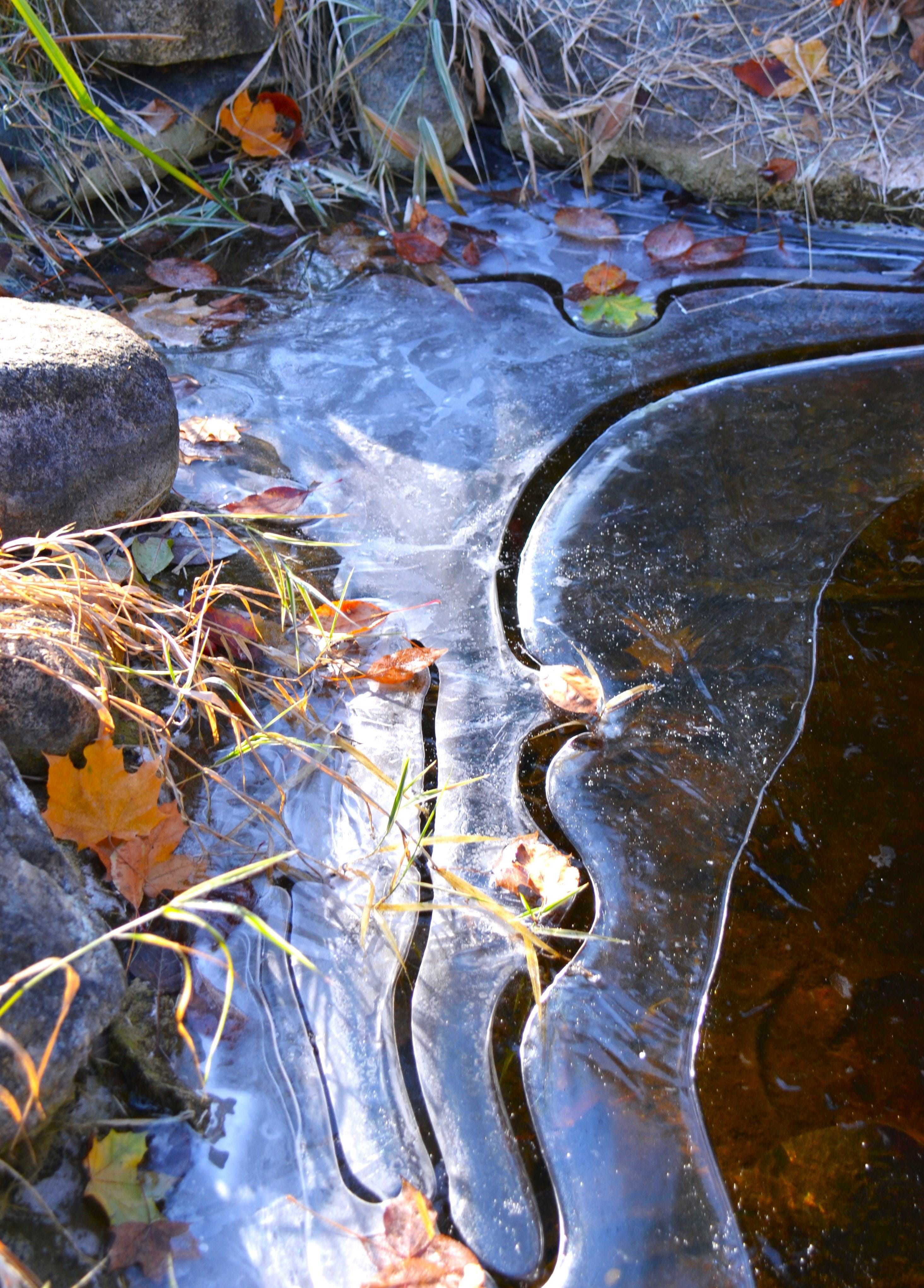 Celebrating Autumn - by Cathey Cone