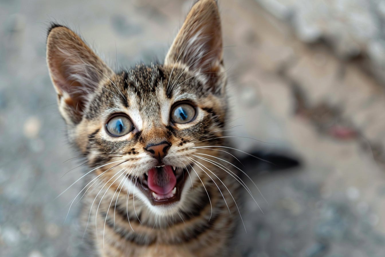 A Frank Guide to Cats (Illustrated) - by Frank J. Fleming