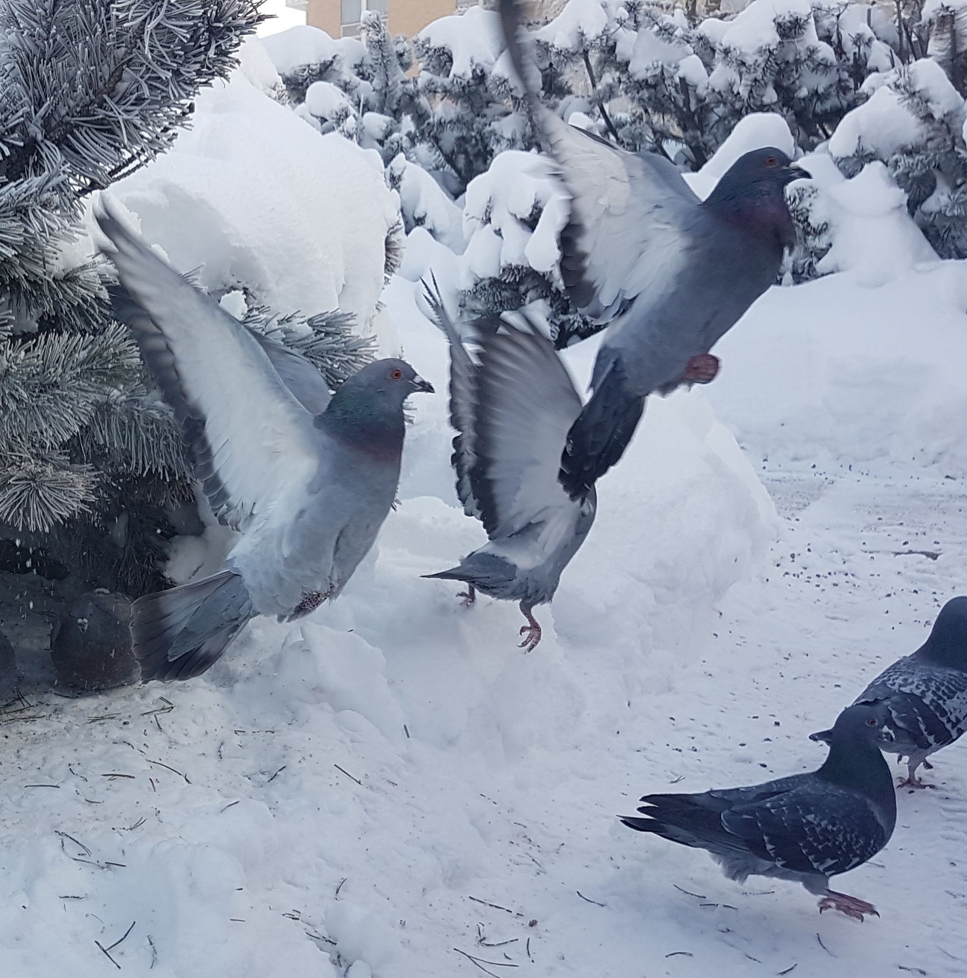 Pigeons at the Aquatic Centre - by Andrew Kurjata