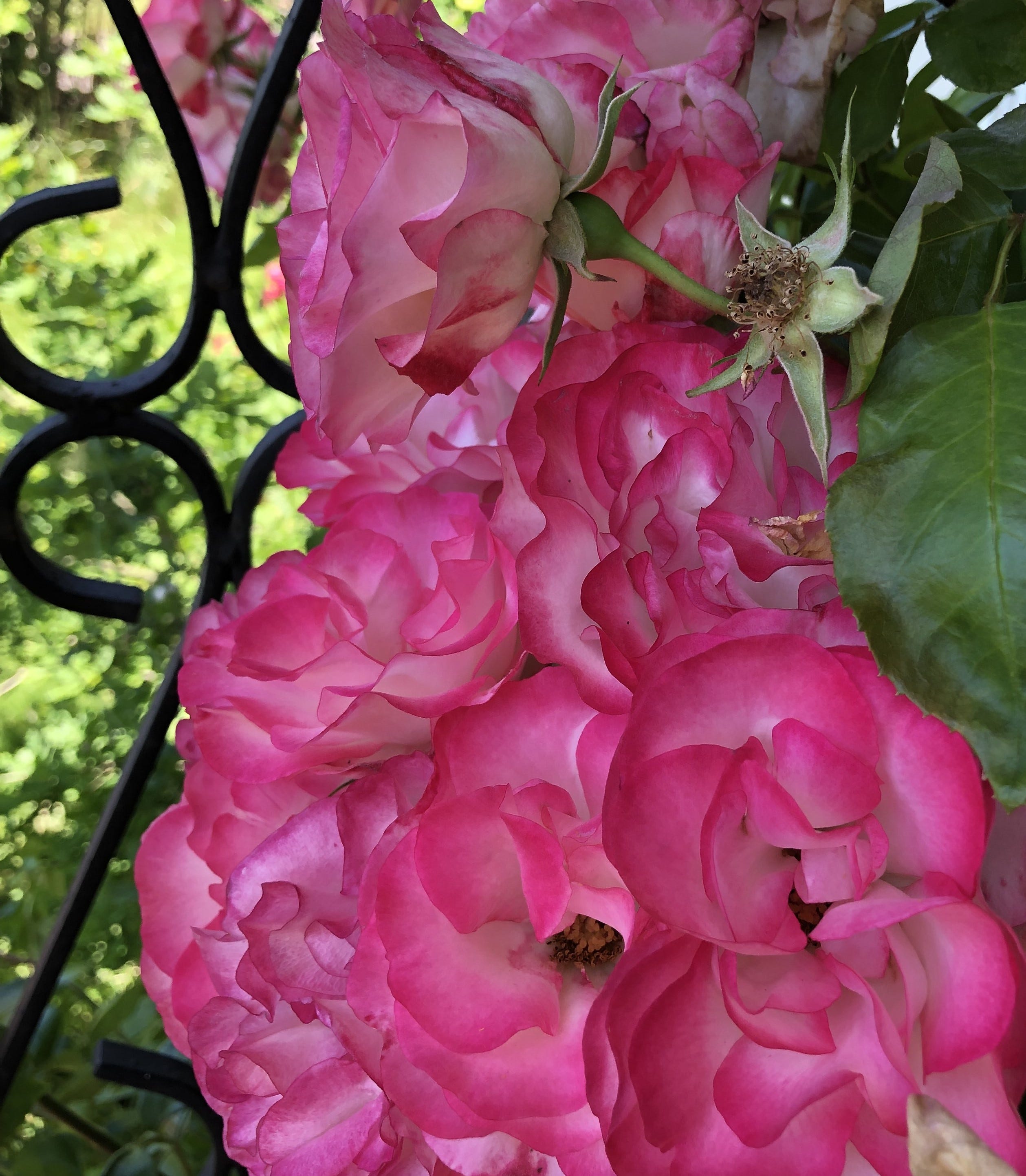 Not Just Another Summer Day - by Nancy Boyd