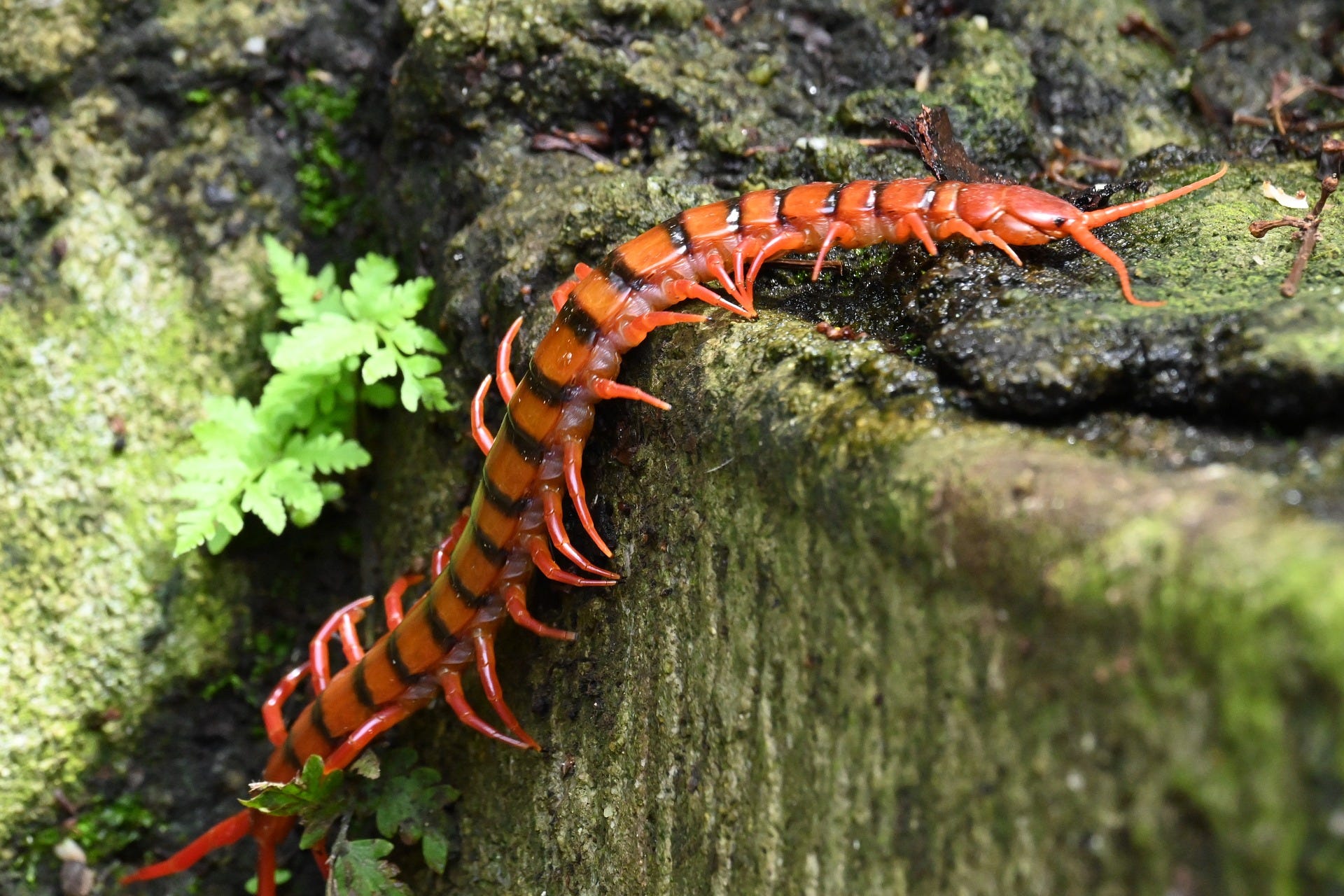 #25 - Burmese Proverb: Though the Centipede Has One of Its Legs Broken ...