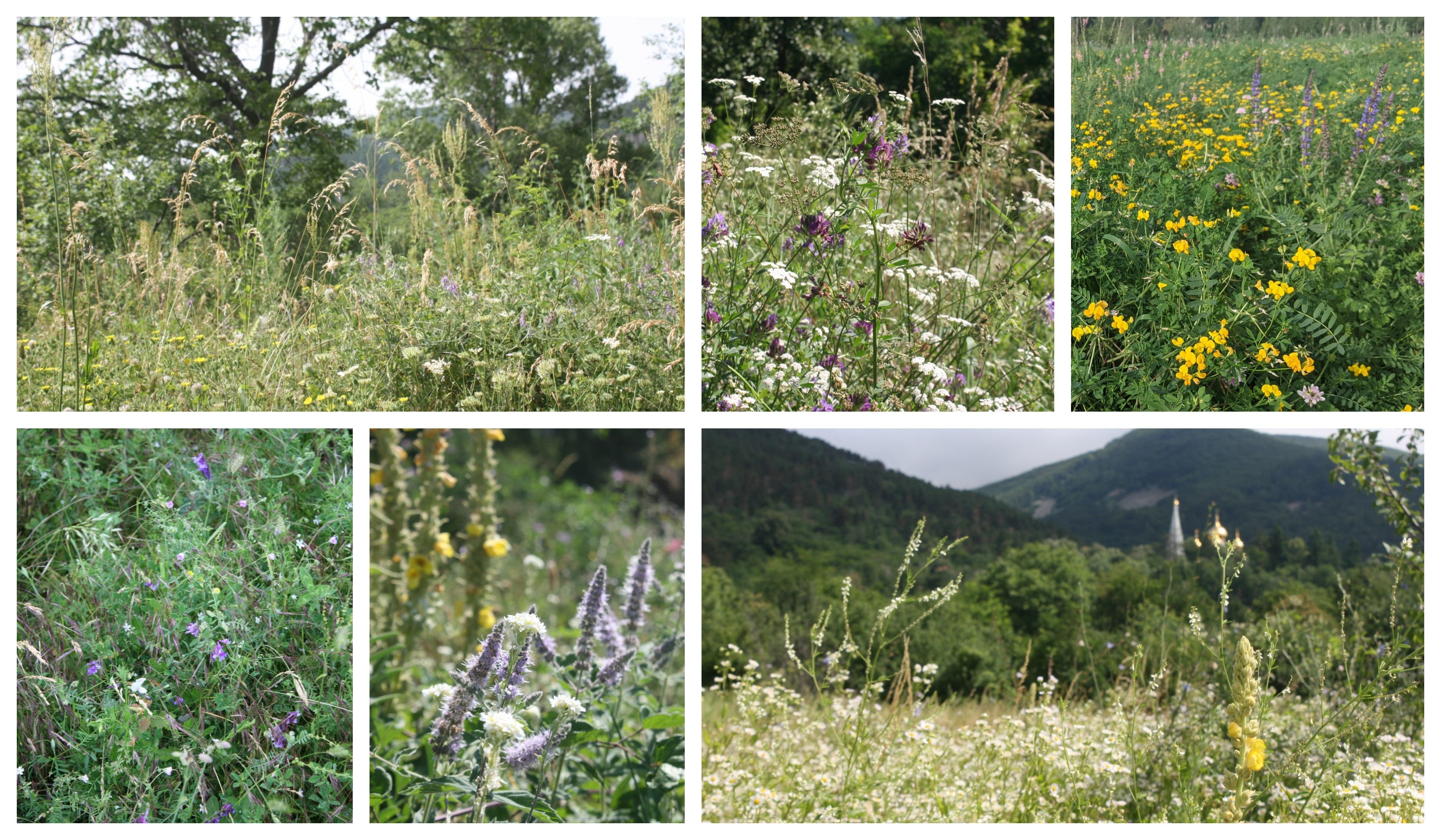 Balkan Ecology Project : Cultivating Colorful Wild Wonders - Unveiling ...