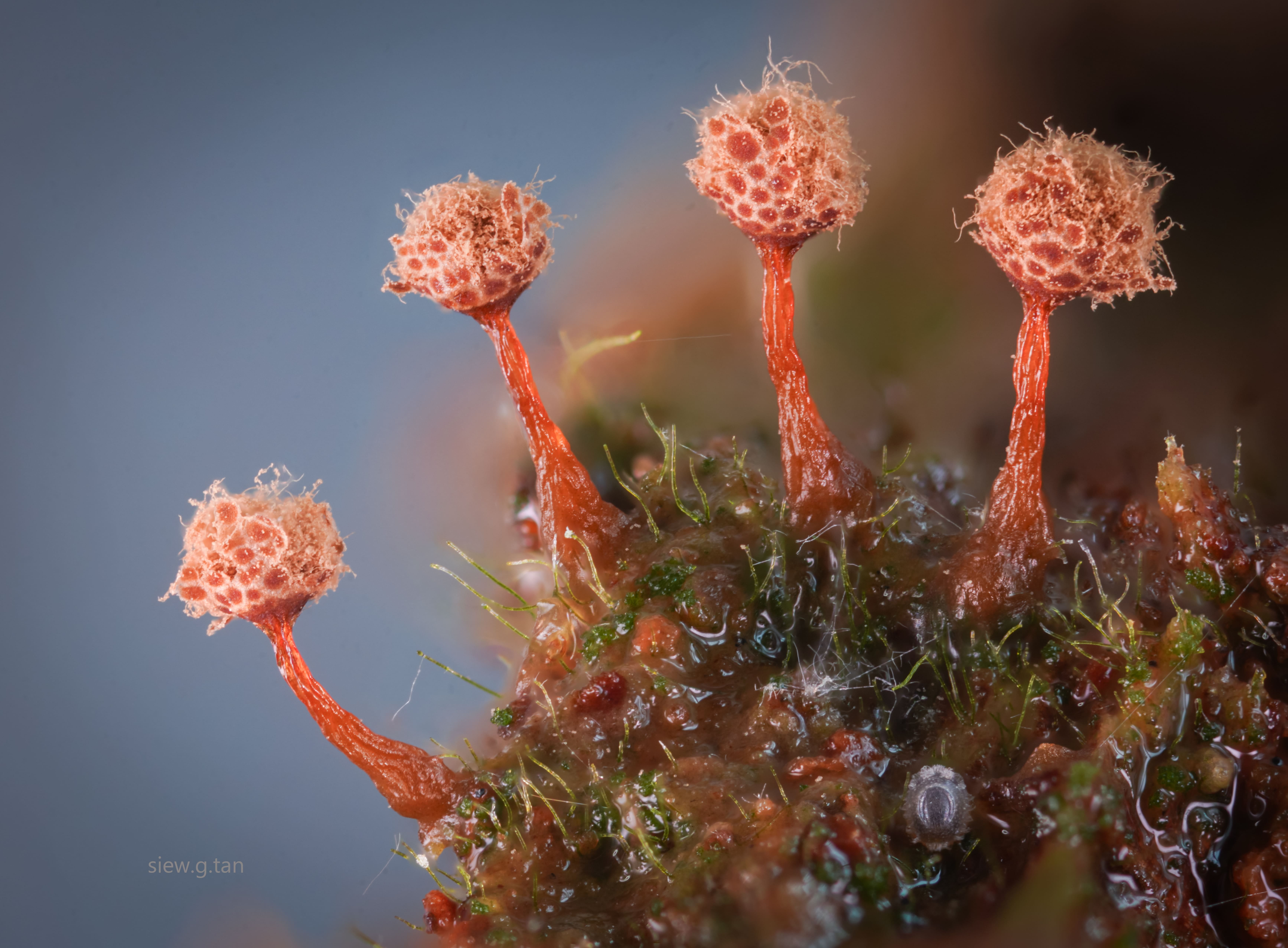 Bringing Slime Molds Into Focus: Myxomycete Photography with Gim Siew Tan