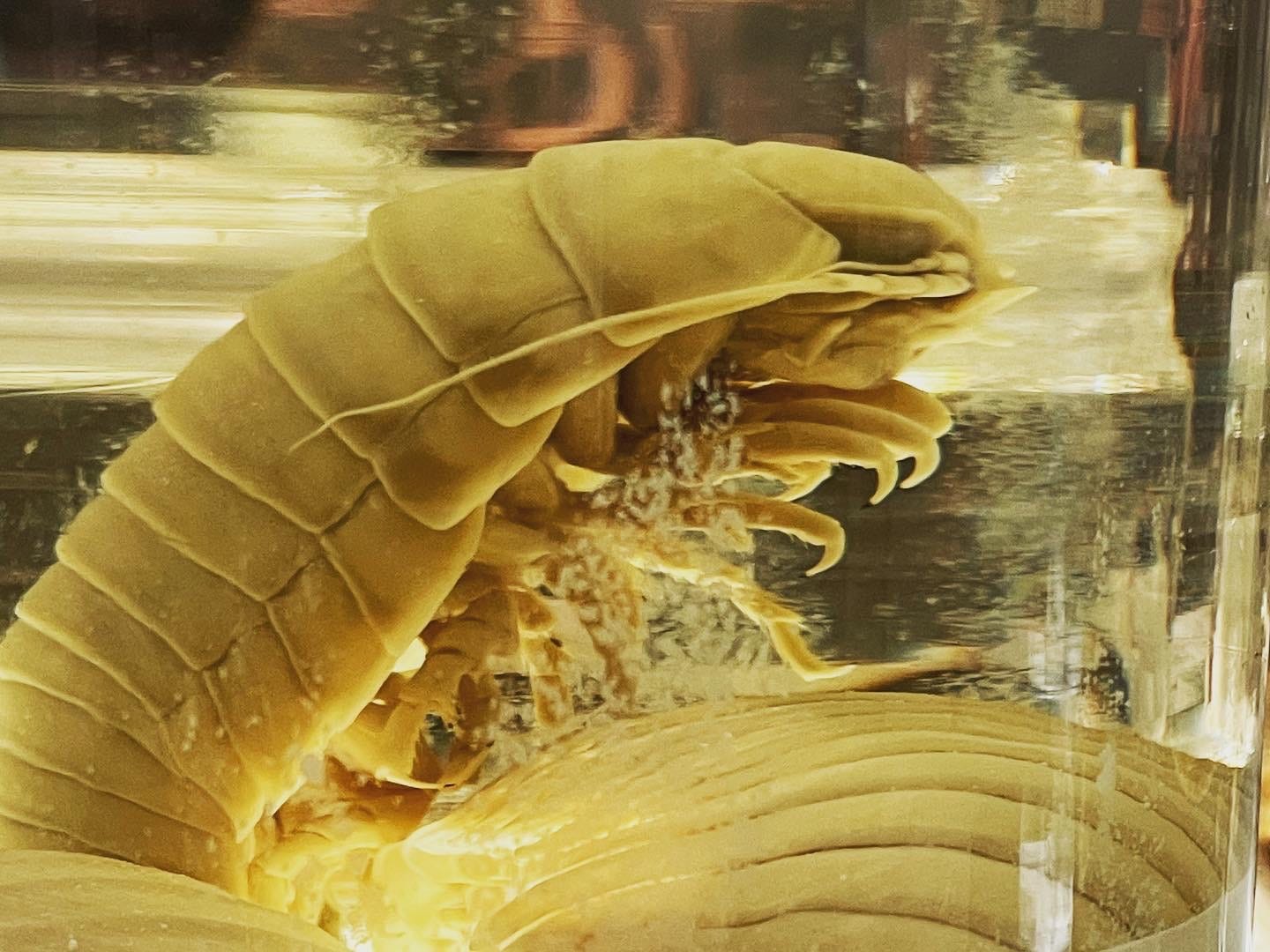 Unicorns and lasers - by Rick Claypool - Absurdist Horror