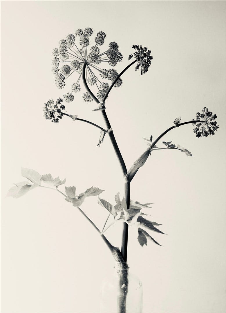 Holy Ghost root - by rose dè danann - wyrdwood