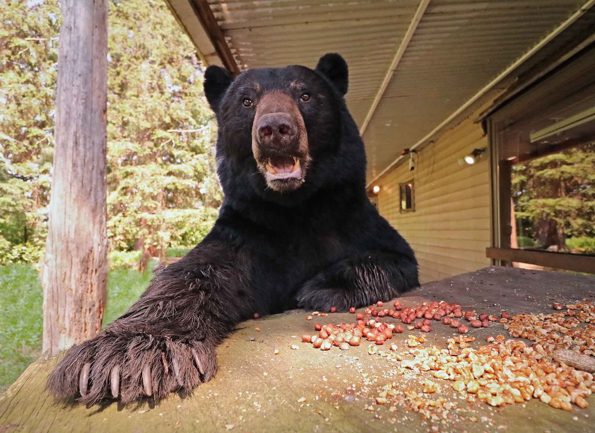 Meet the Jane Goodall of Bears - by Jill L. Ferguson