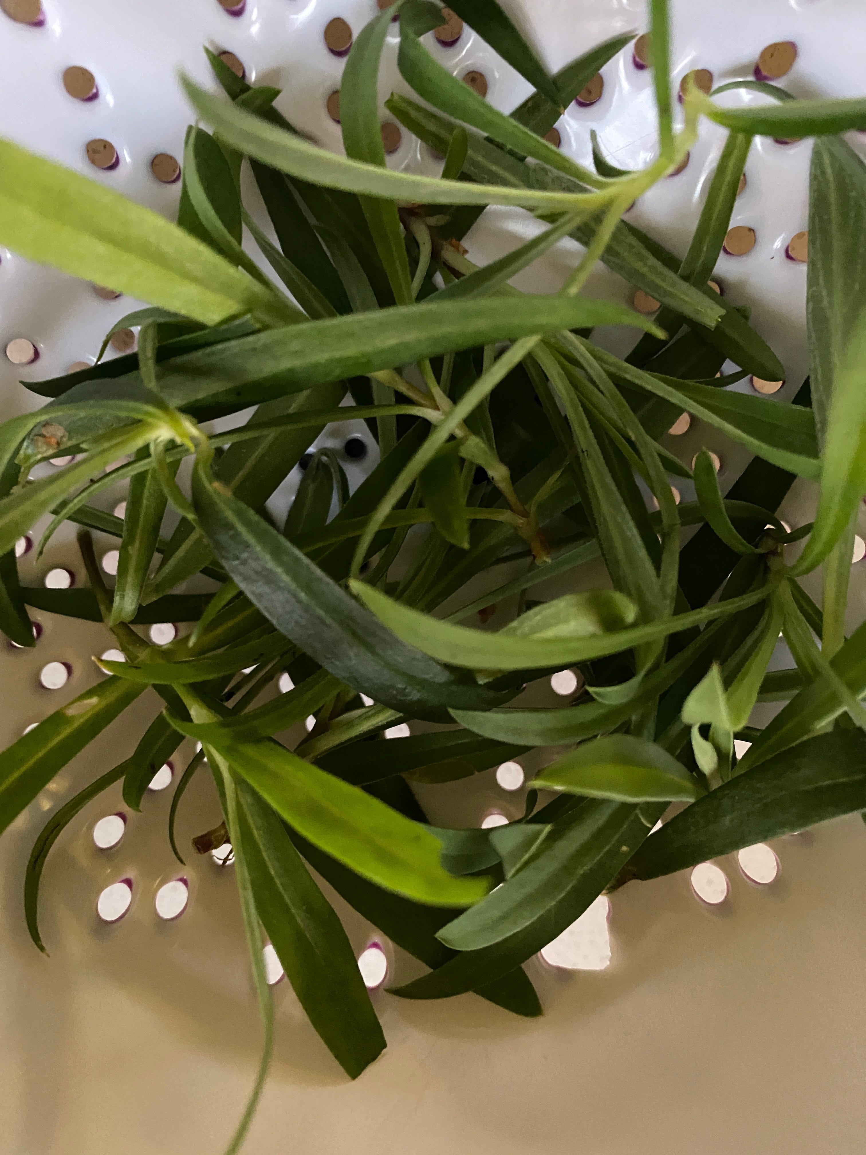 And now for Part 3 - the season finale - of December 2023 in my herb ...