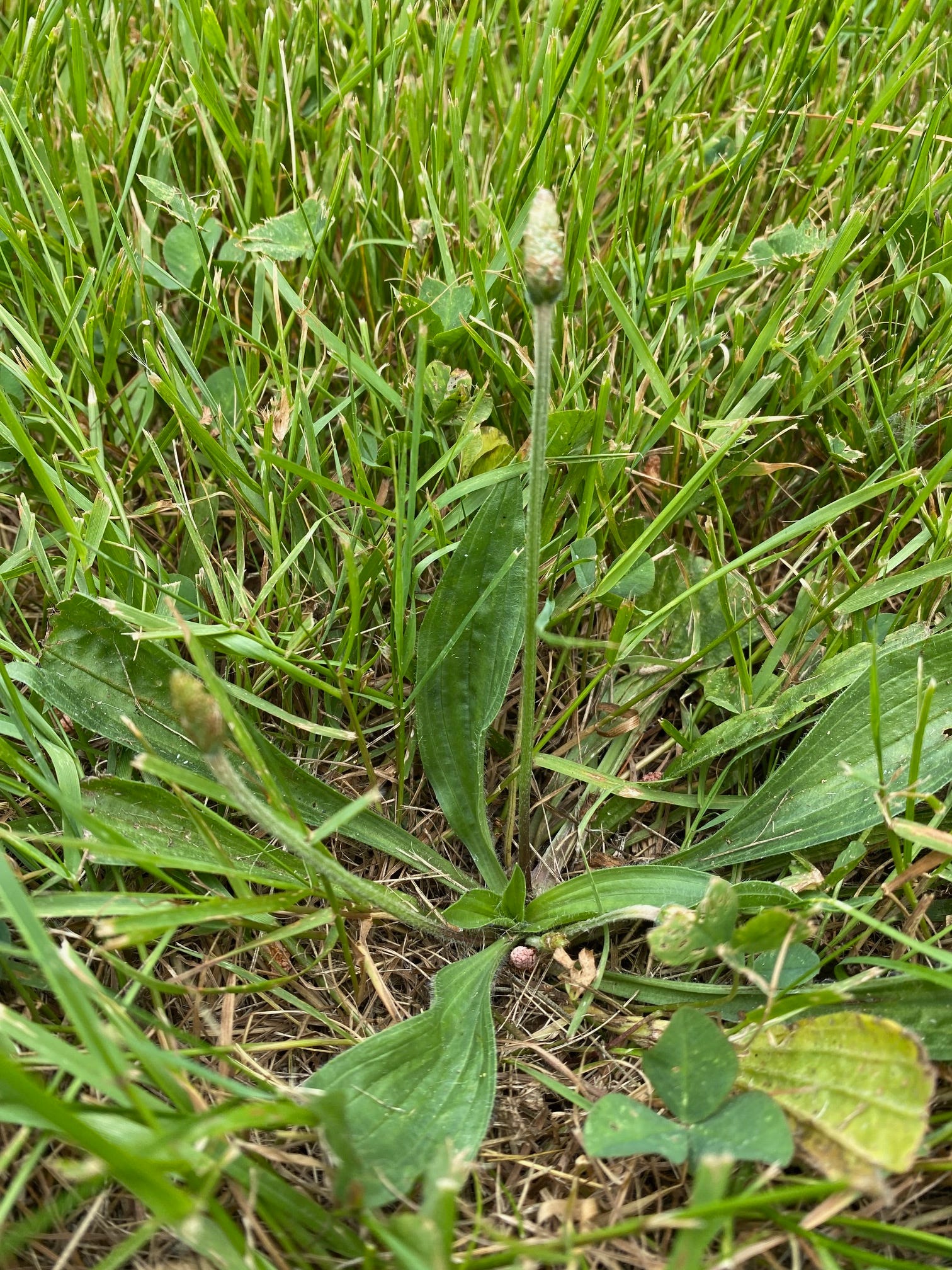 The Plantains 1 - by weedom1 - weedom