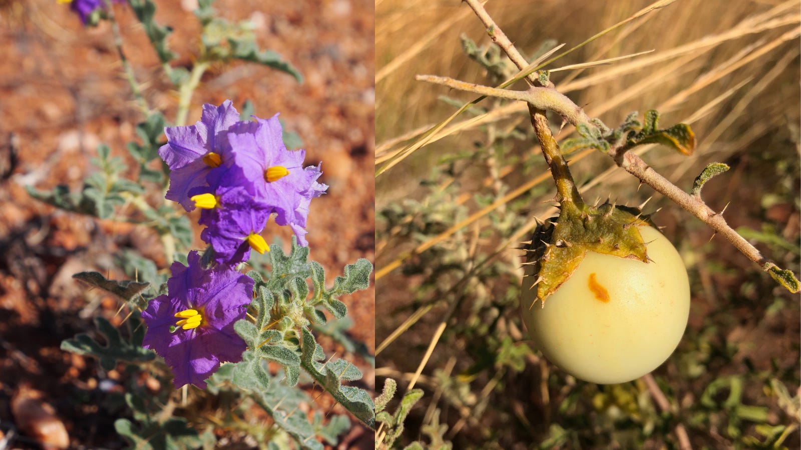 Wild bush tomatoes! An interview with a botanical exploration team