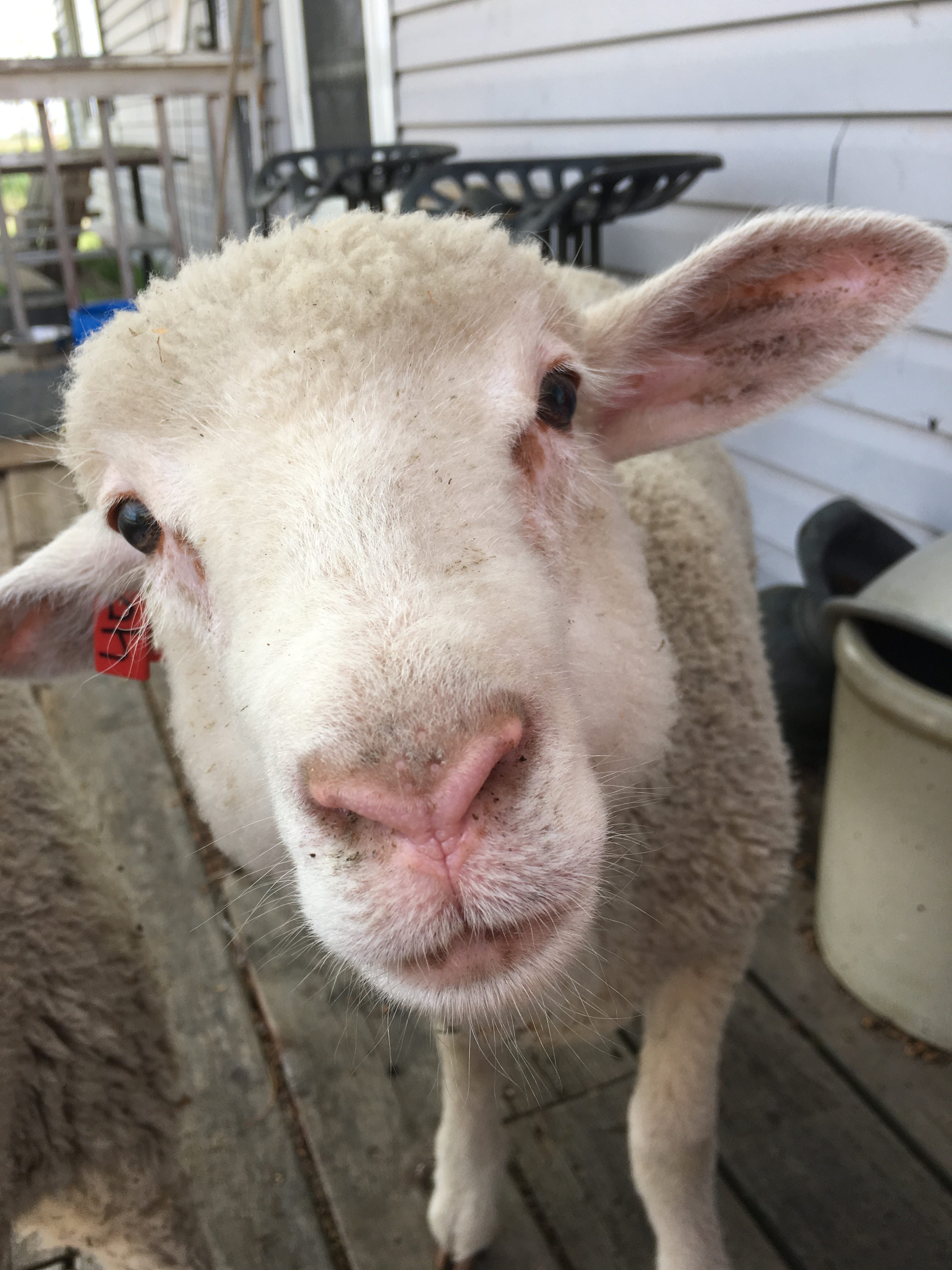 So You Want to Raise Some Sheep - Fat Turkey Farm