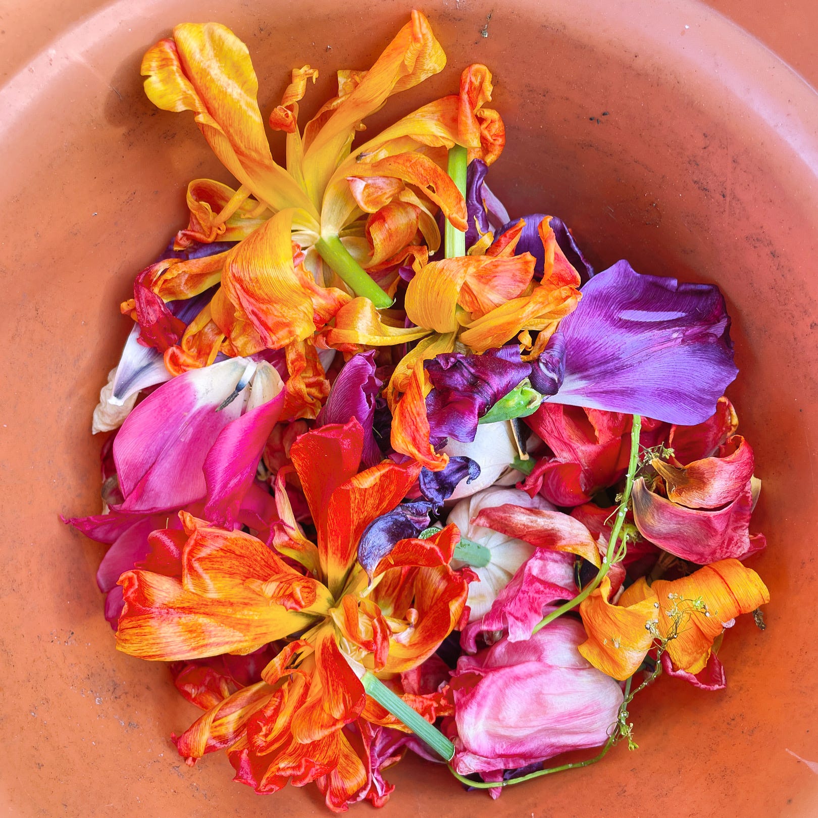 May '24 - A week of joy - Hello Little Lady's SubStack