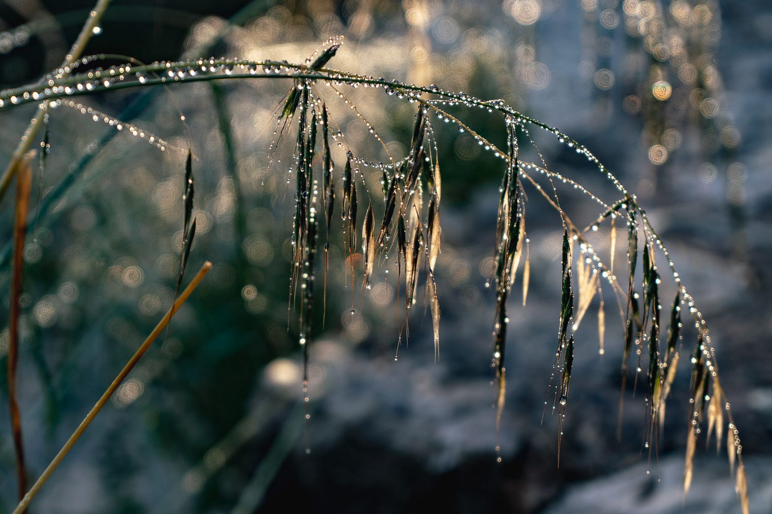 Yule-Winter Solstice Exploration & Experience