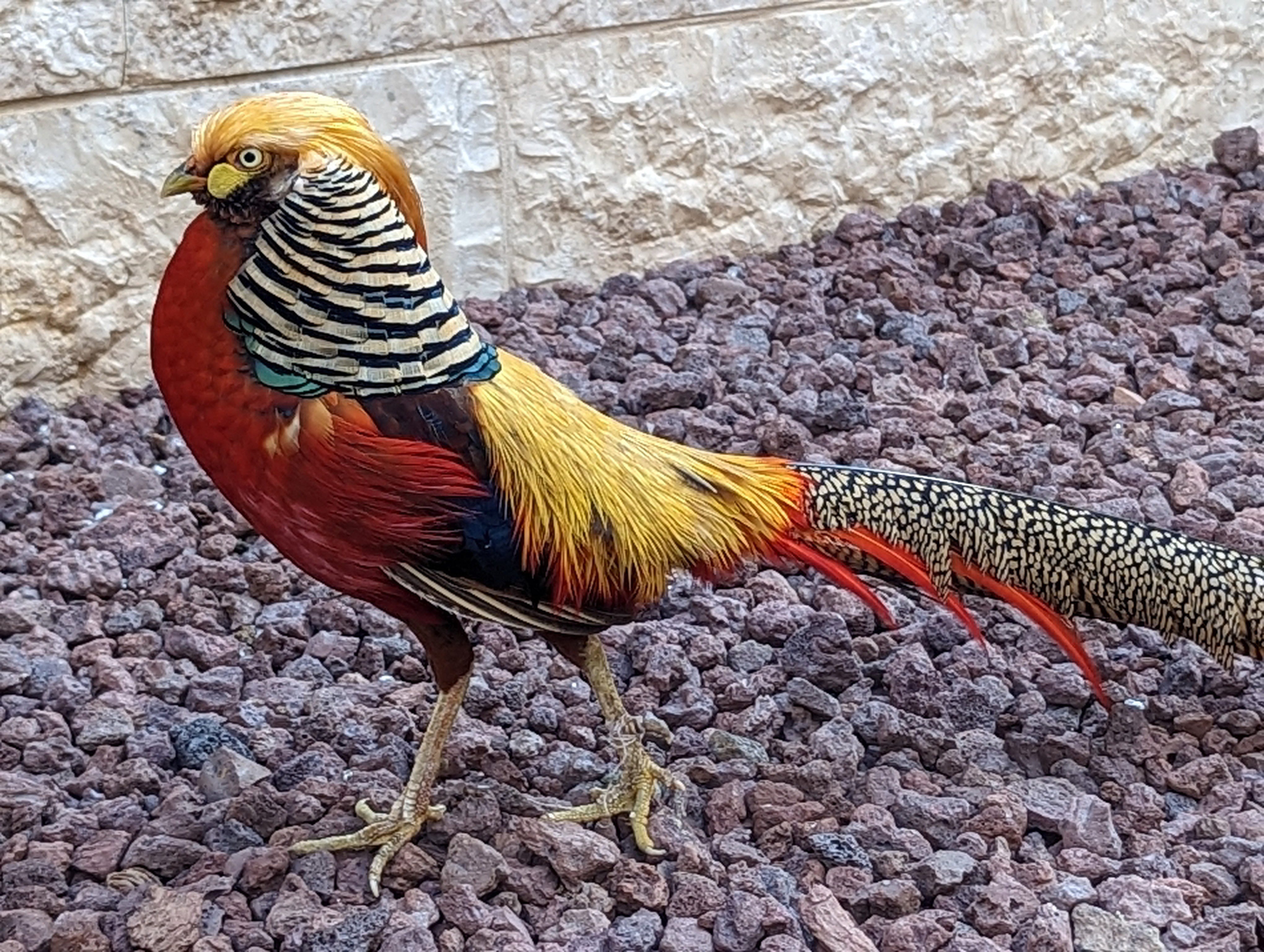 Halacha, Science, and Birds - by Natan Slifkin