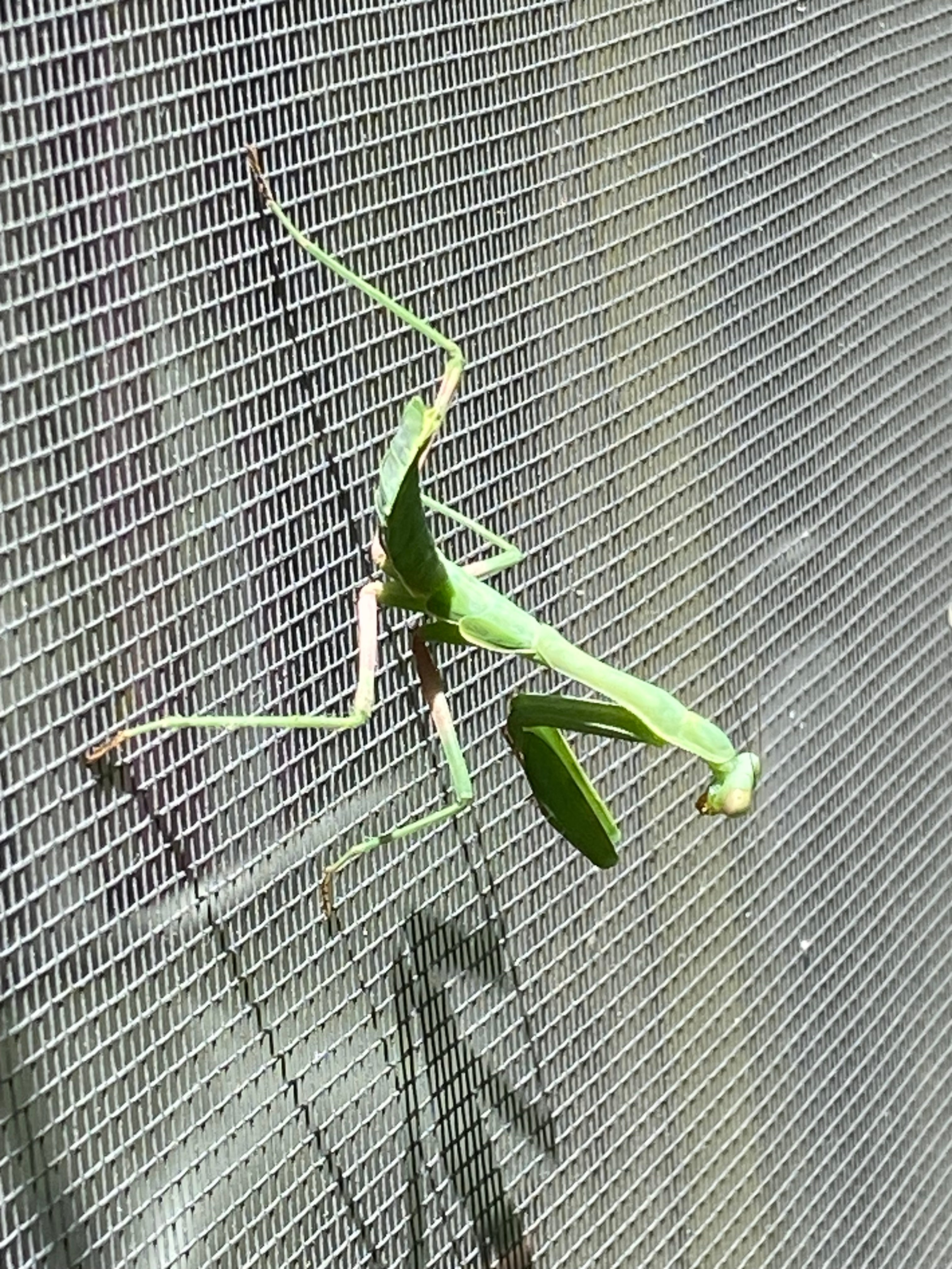 Elizabeth Aquino | Substack