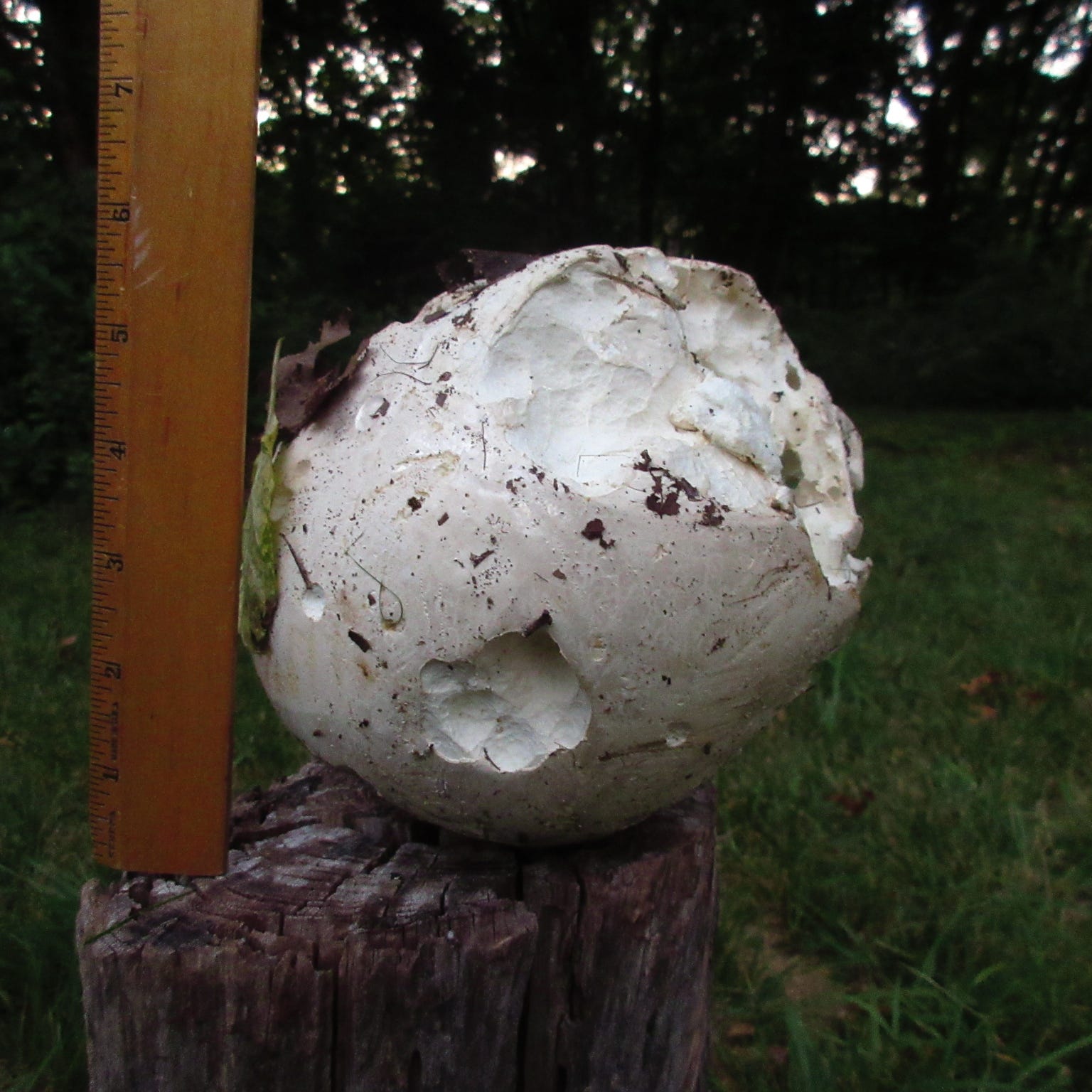 Baby Mushroom Skull Hunting - by Elliot Lessing