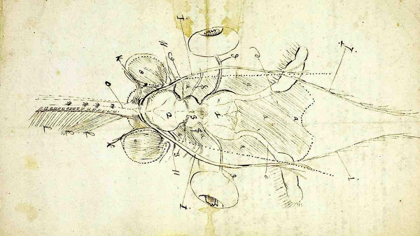 This is the oldest image of a bug's brain