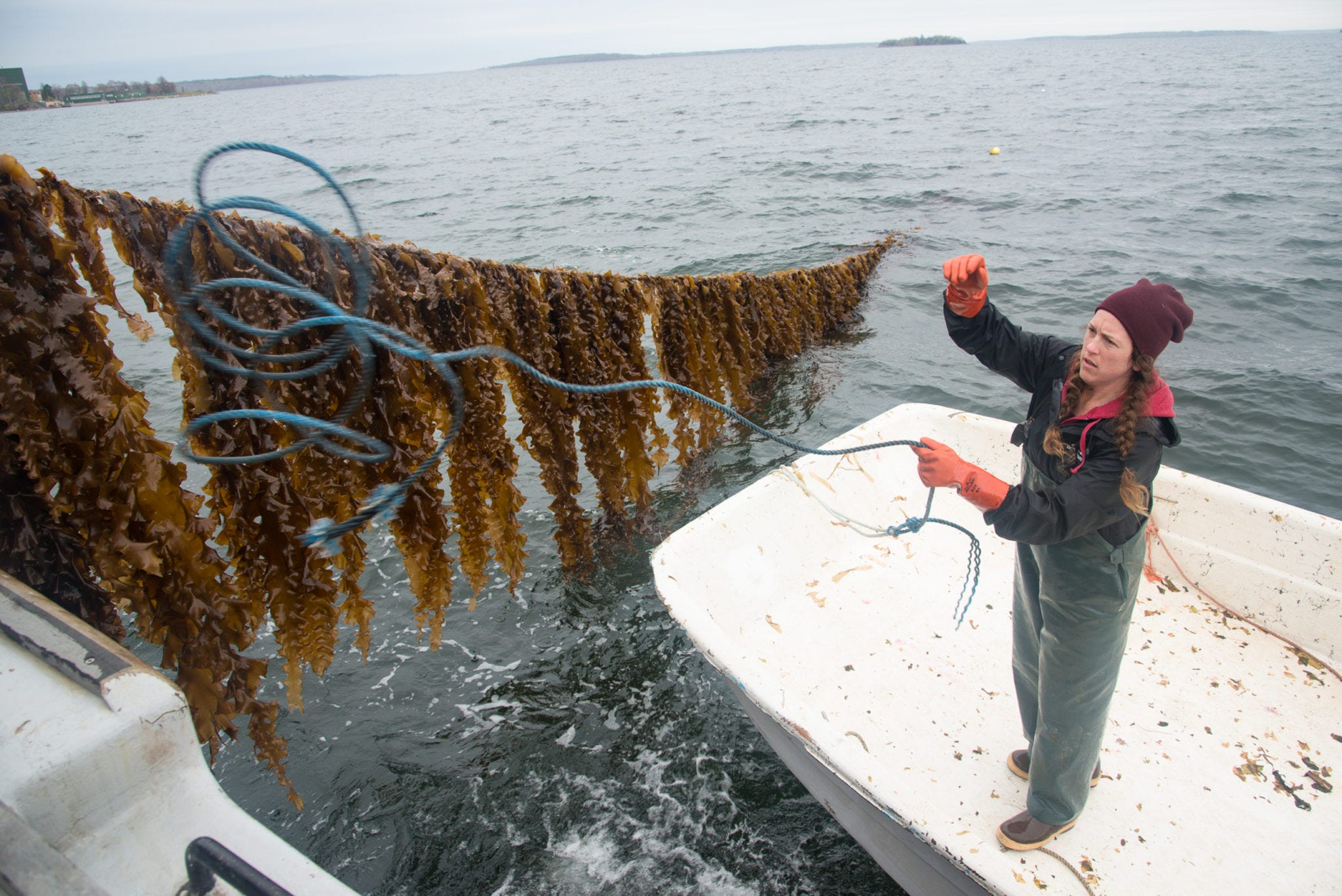The Sea Farming Sisters in Recovery - by Jennifer Adler