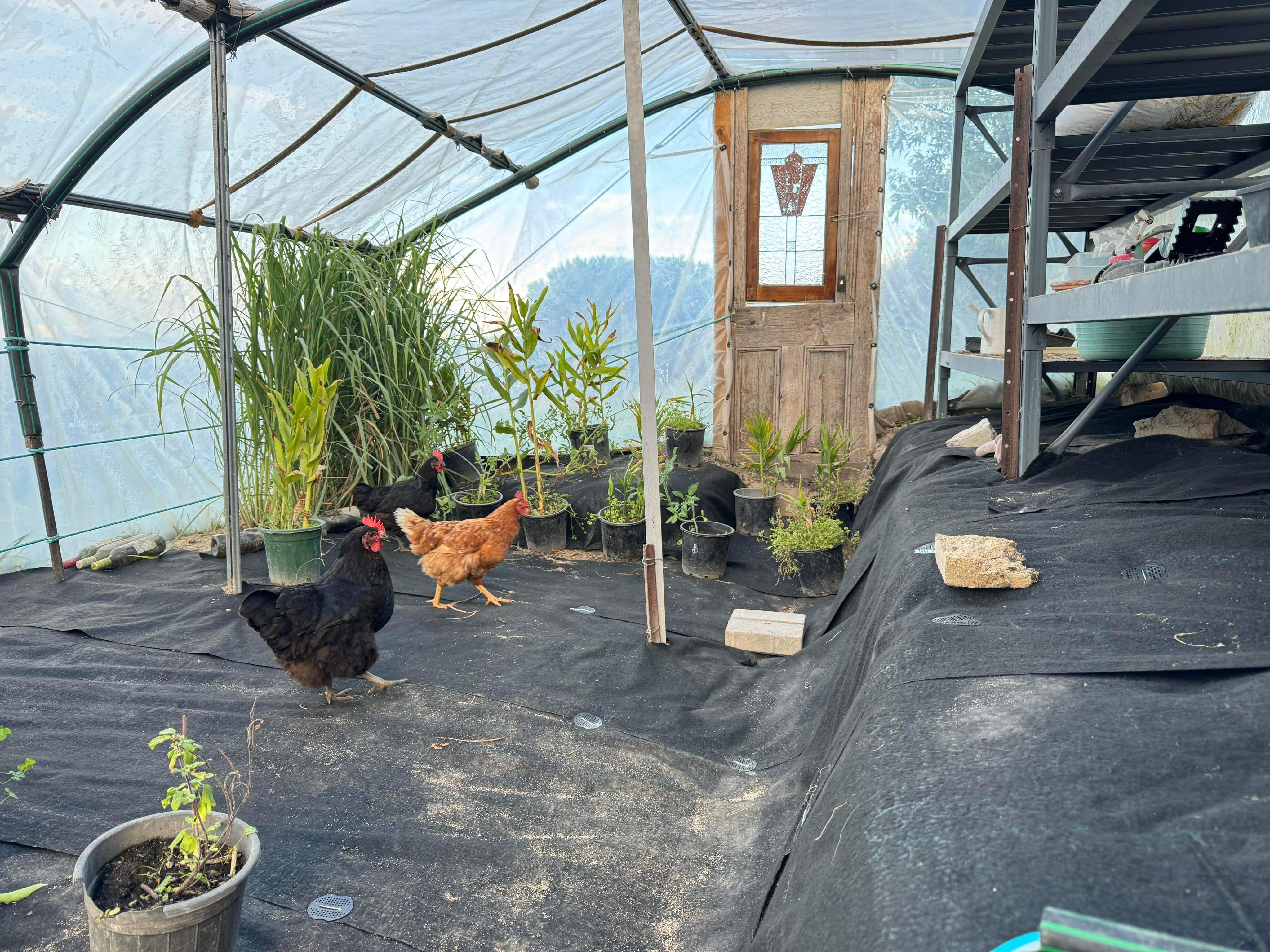 New floor for the greenhouse - East Springs Farm Substack