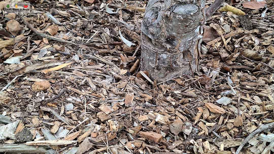 Options for Backyard Orchard Ground Cover