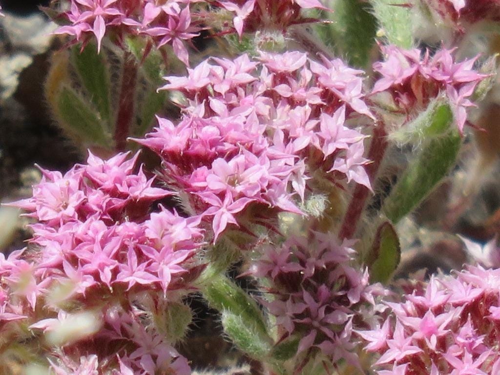 memory and the santa cruz sandhills - by Autumn Fowler