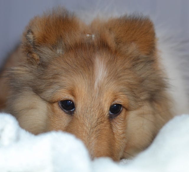 Training Sheltie Ears: Gluing, Weighting, Taping