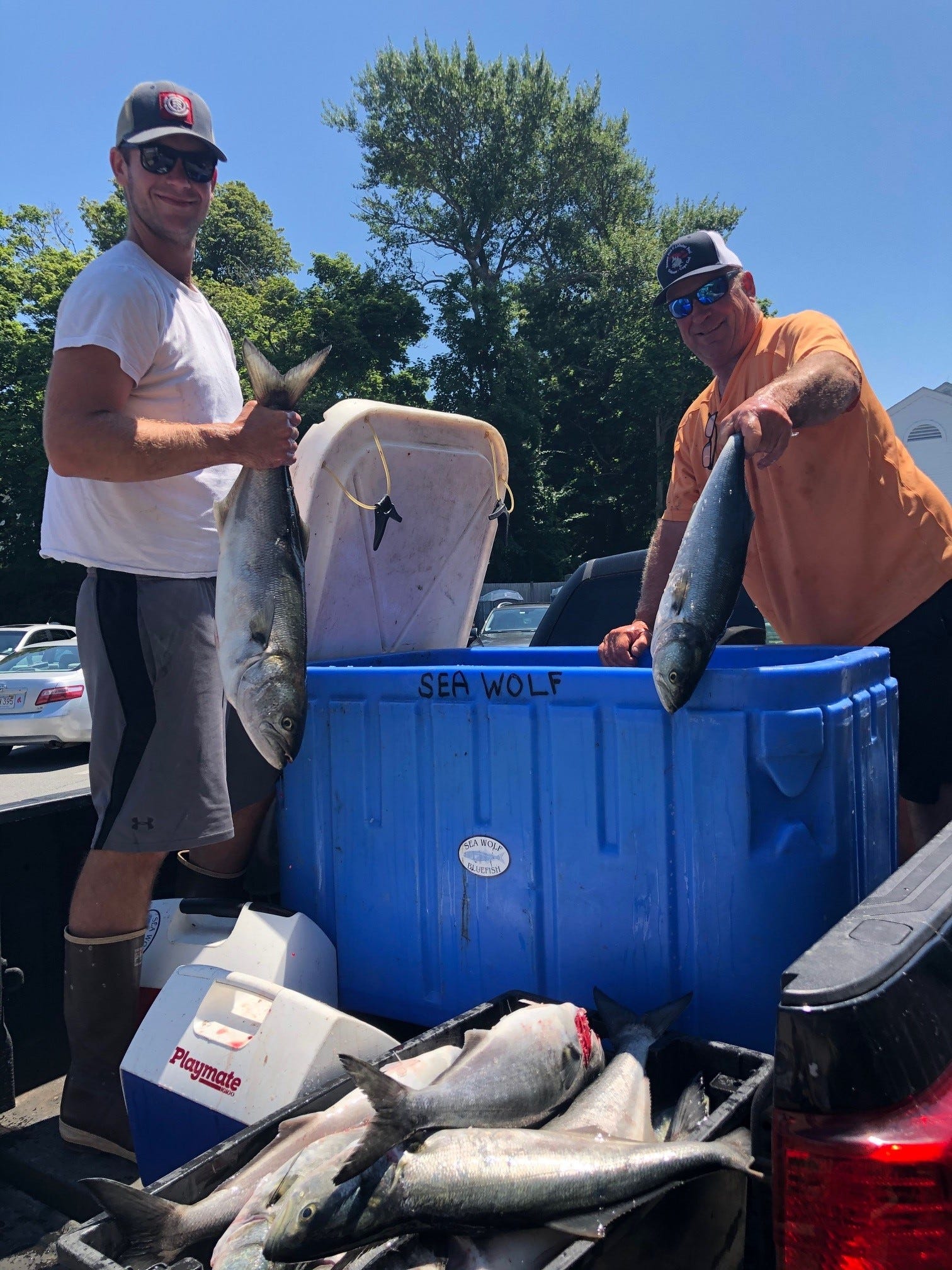 A Cape Cod delicacy called bluefish - by Seth Rolbein