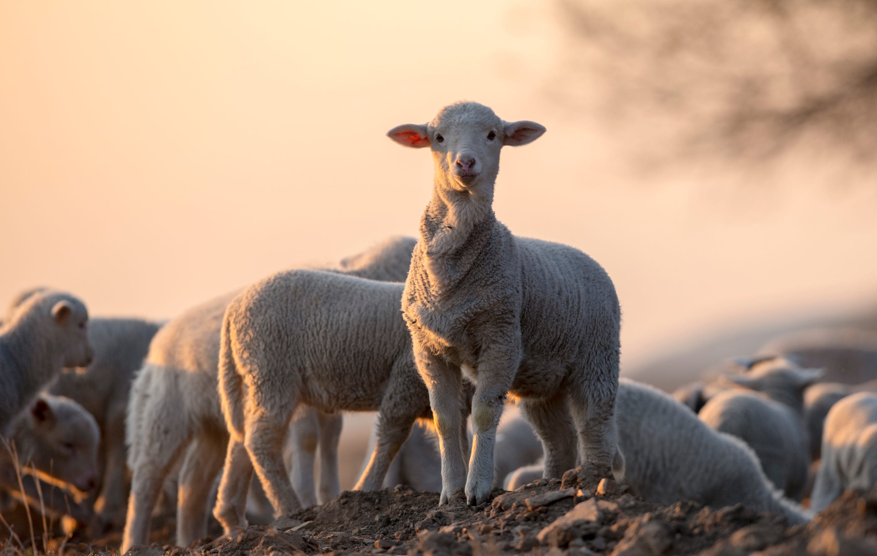 What Is Saving Faith? - by So We Speak and Cole Feix