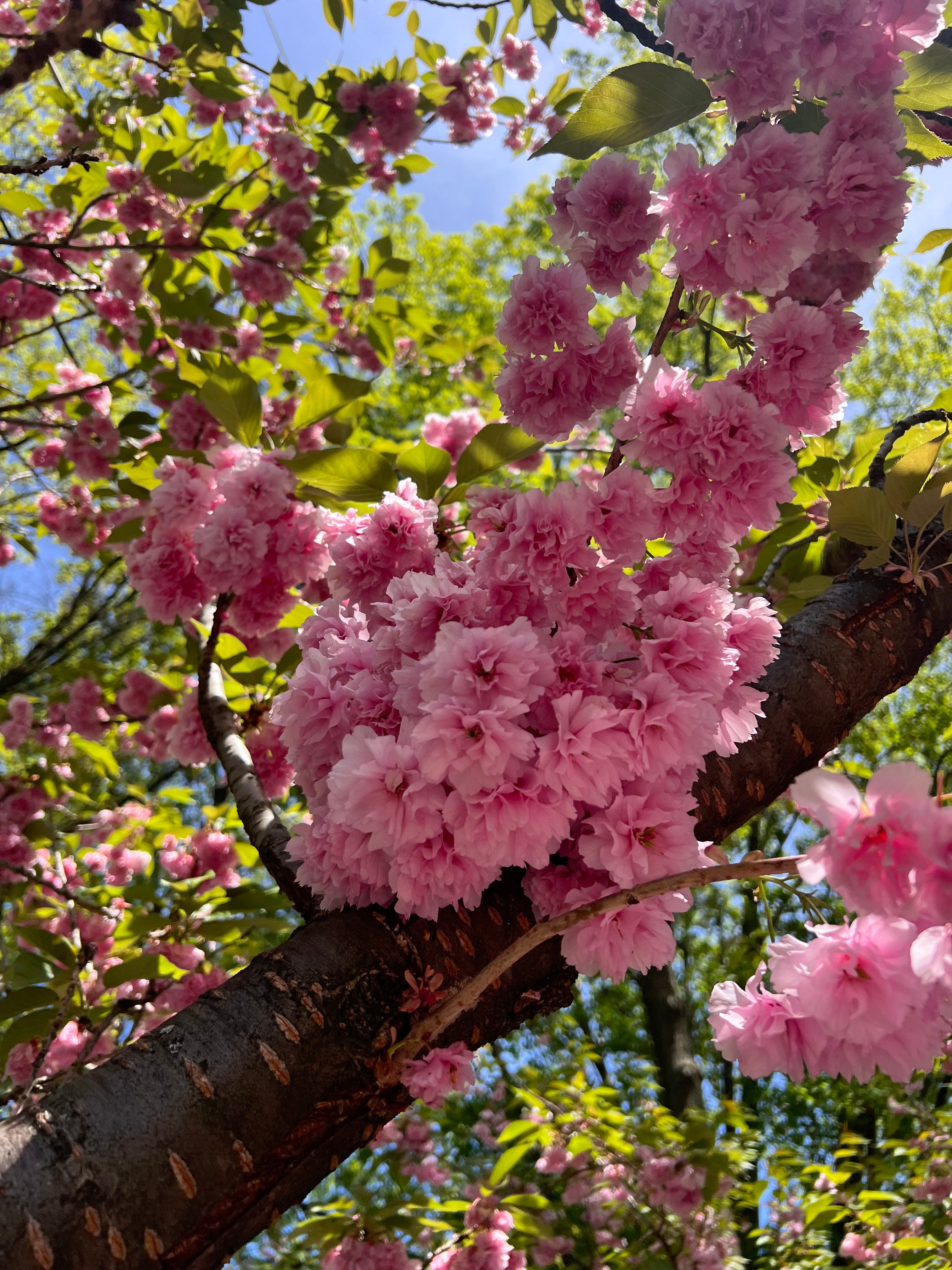 In our very - by Chaya Wilmowsky - Chaya’s Substack