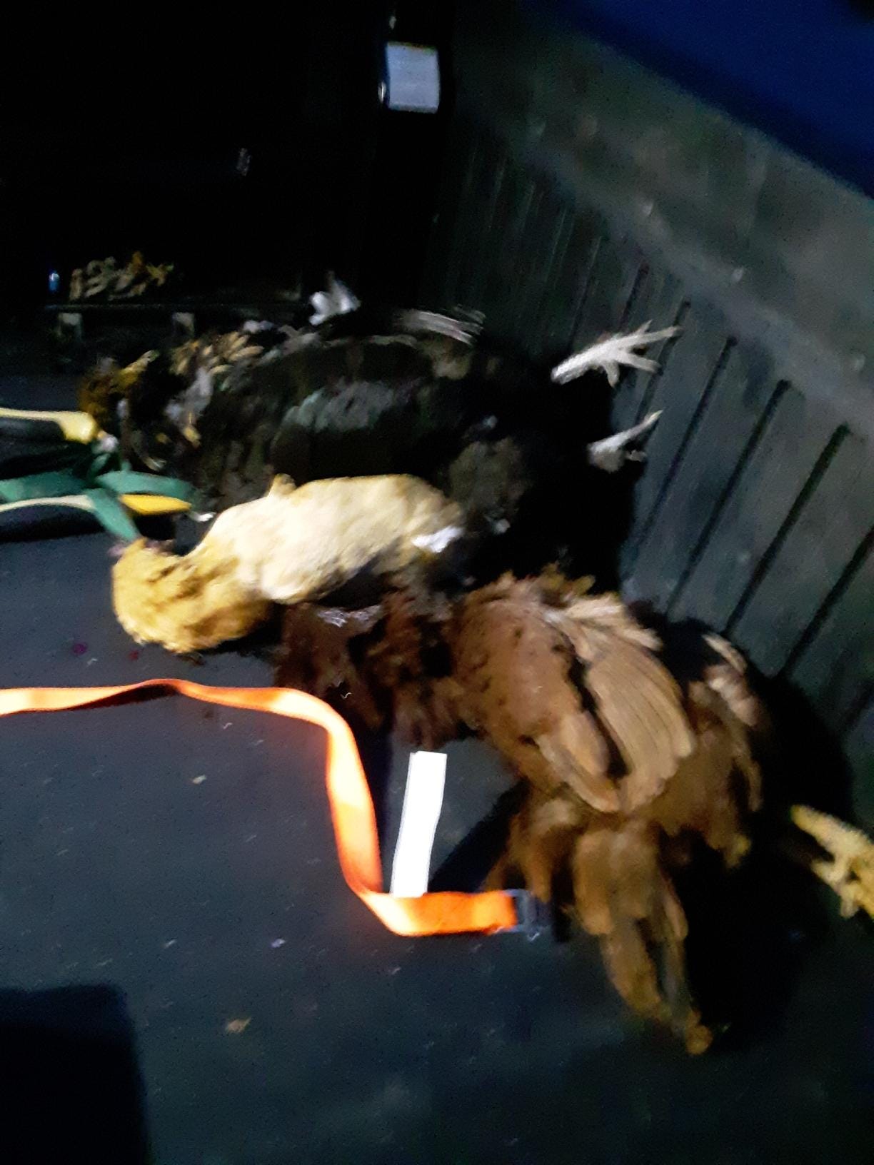 The Great Chicken Massacre of 2023 - by Rachel Sager