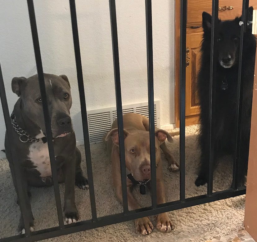 Prison Break - by Timothy Frazier - Trigger Factory