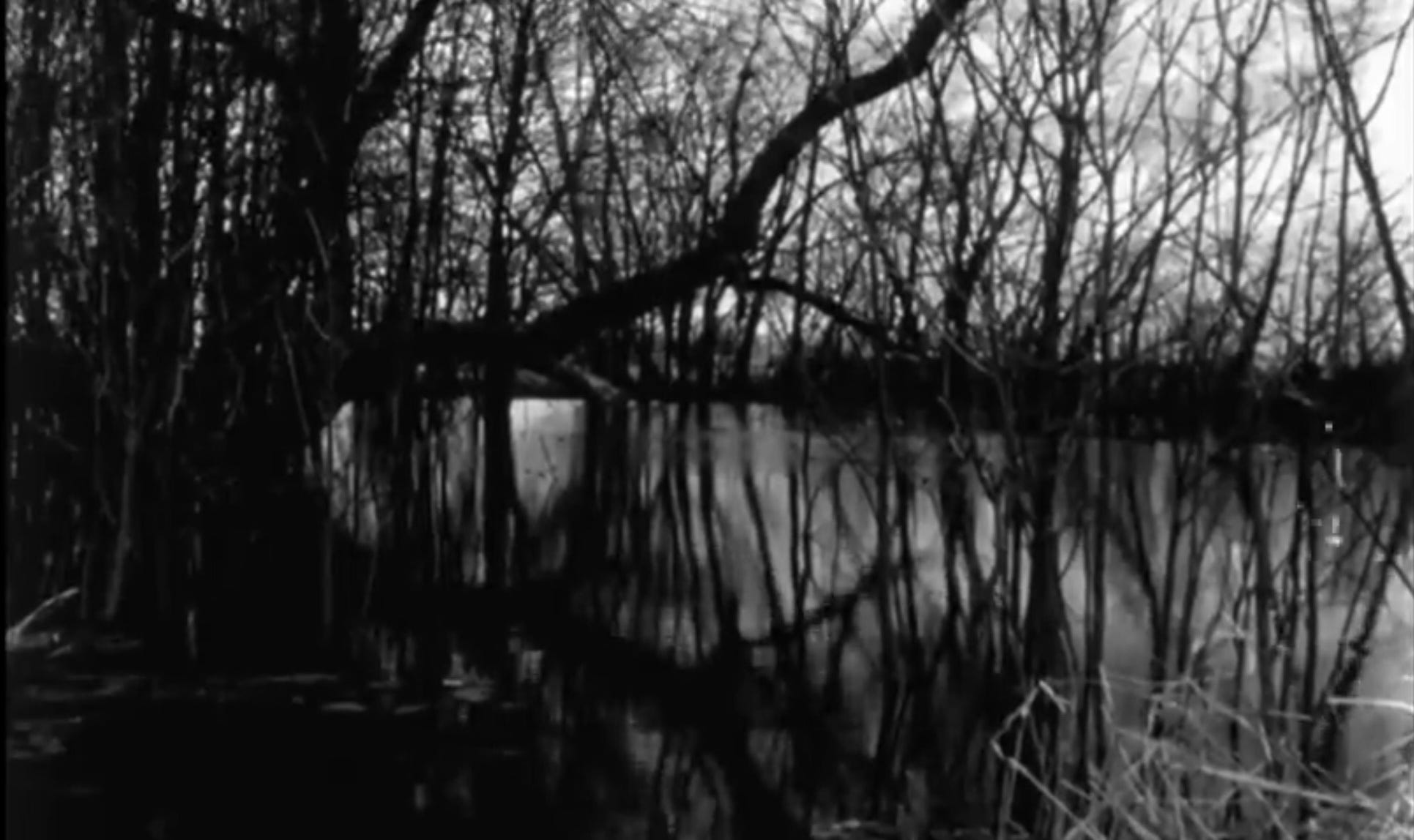the haunted, frightened trees - by isabel - wild and unwise