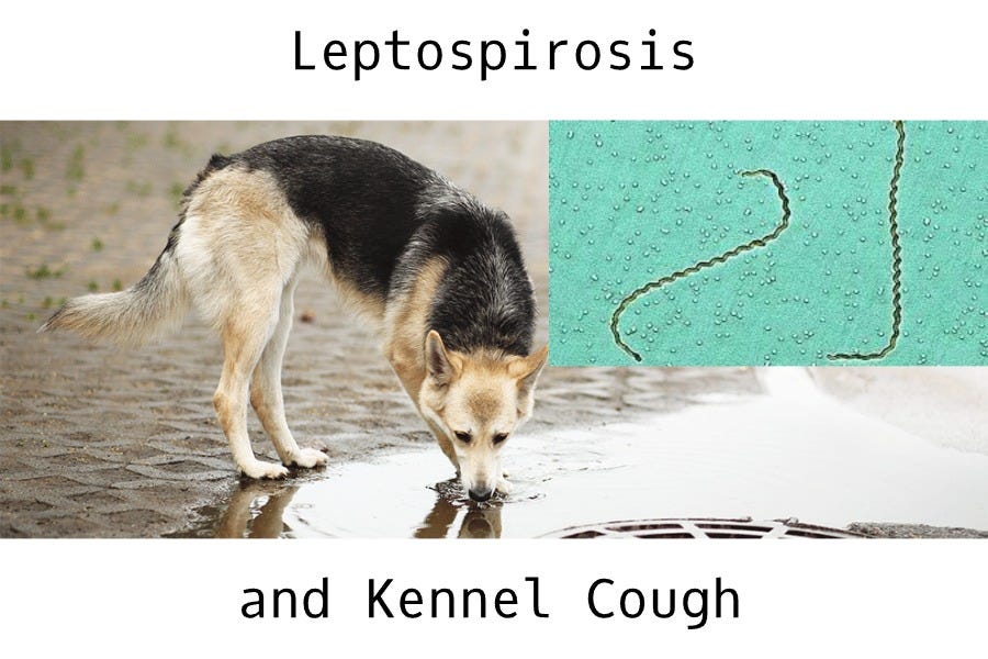 Vaccination - Natural Vet