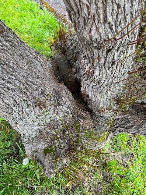 Goodbye tree - by Mary Ann - maryannpetersen.com