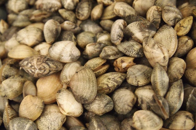 Climate Resilient Africa Fund backs shellfish company