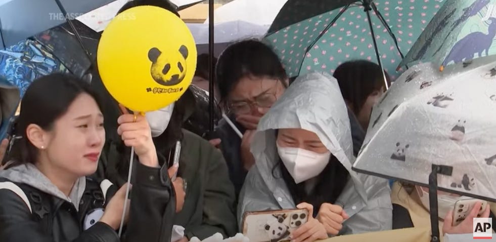 More Panda Coercion and the new Indonesian President