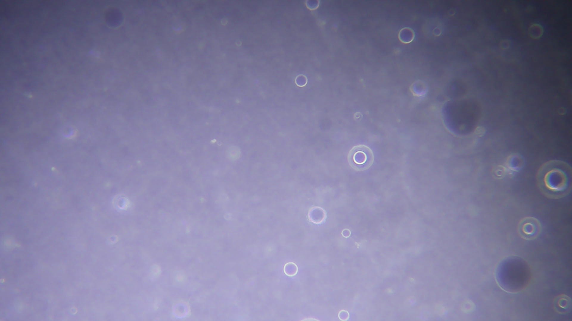 Microscopy of Eggs from Our Chickens