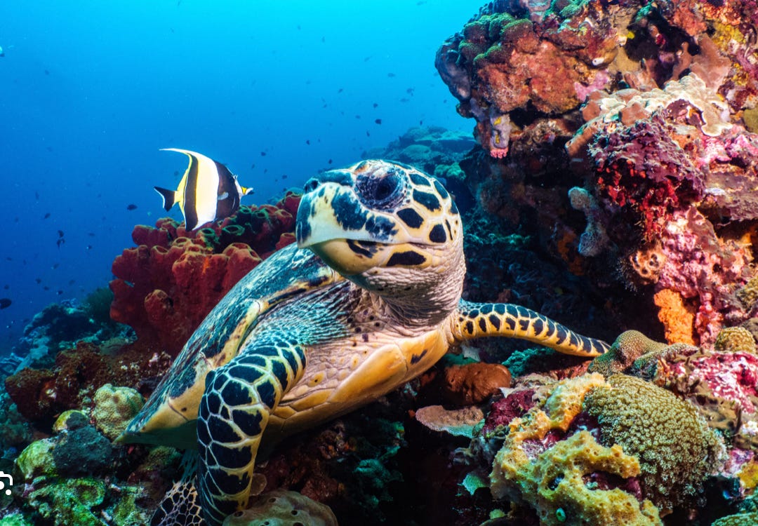 The Good Parasites - by Medicine Girl - Medicine’s Substack