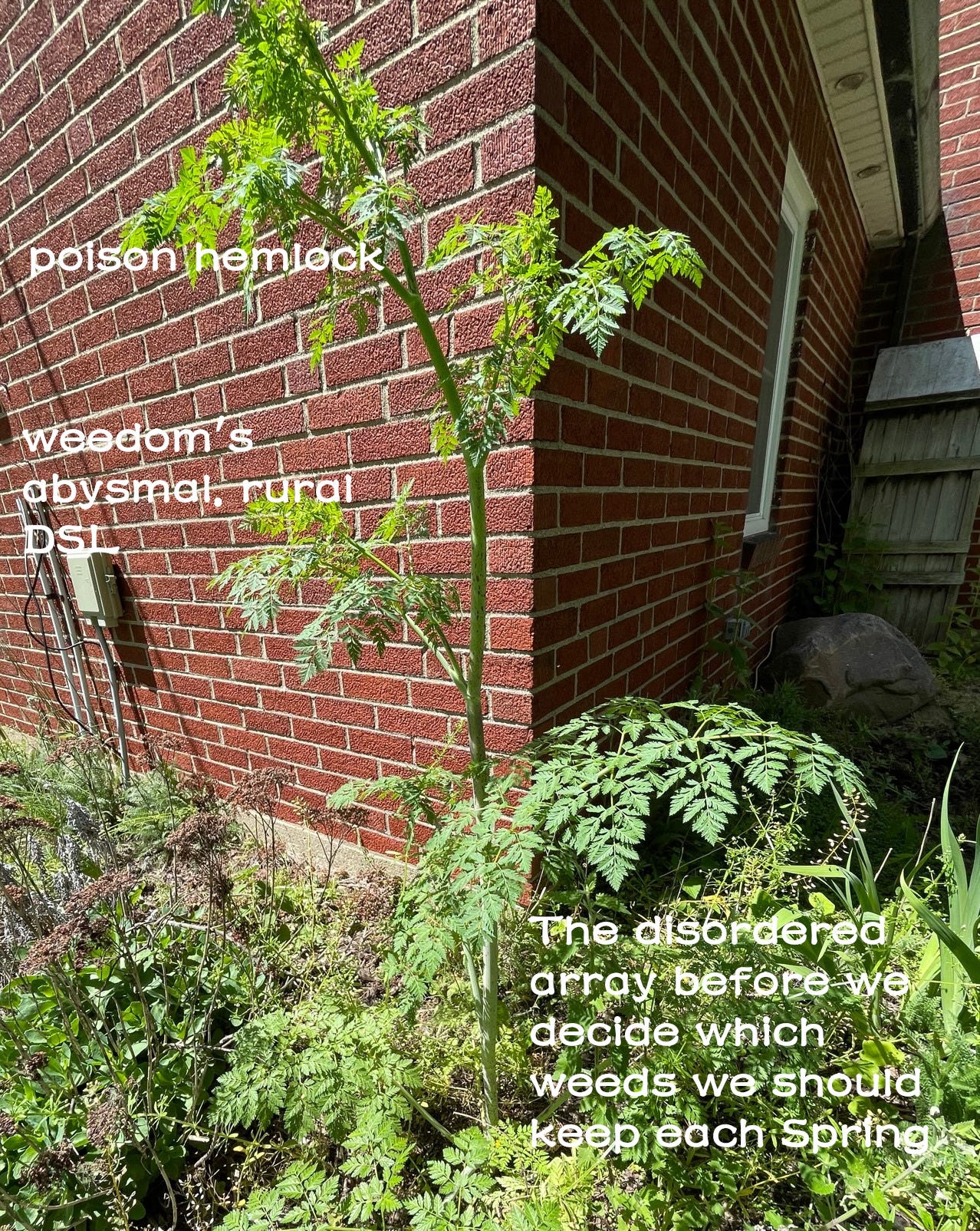 Do-Not-Eat - by weedom1 - weedom