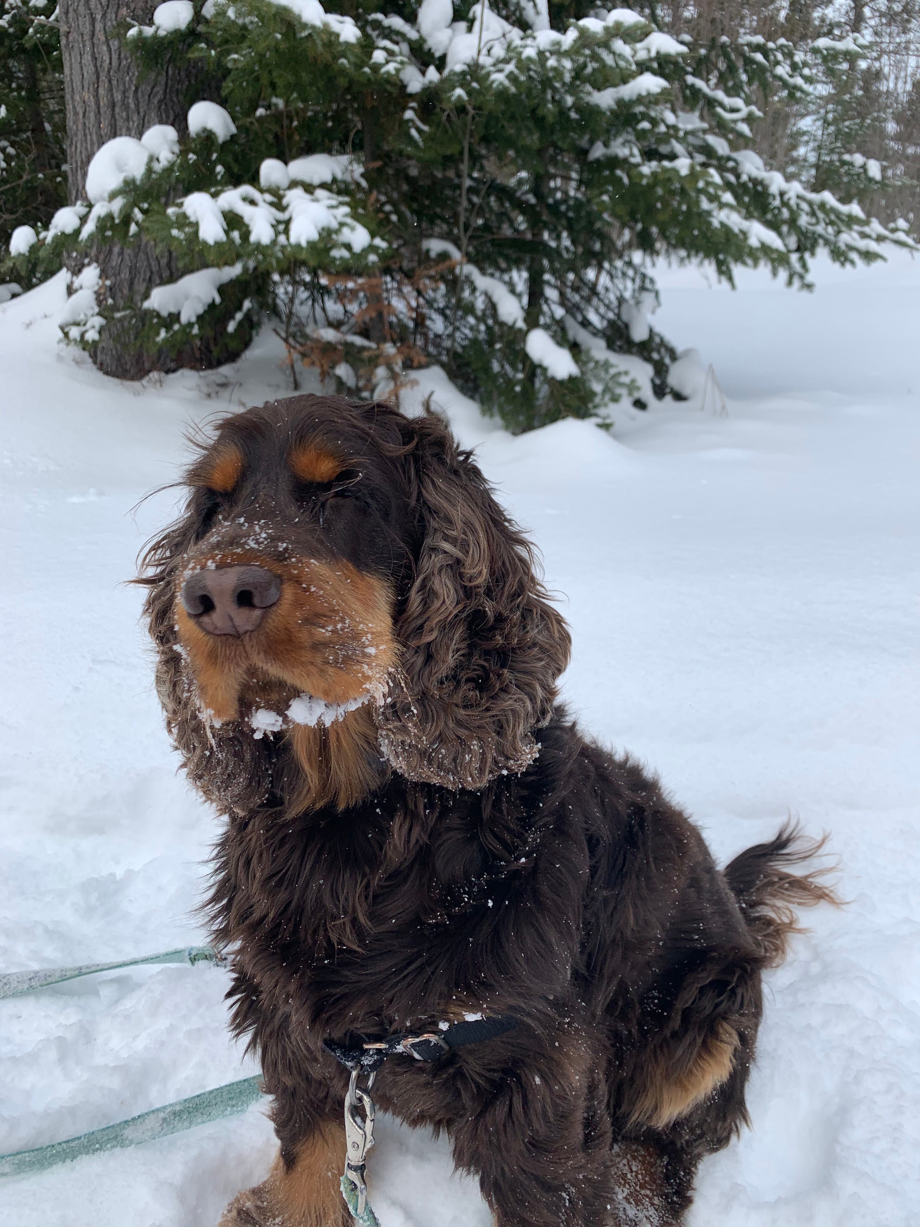 Fennel - by Ellen Airgood - Northern Dispatches