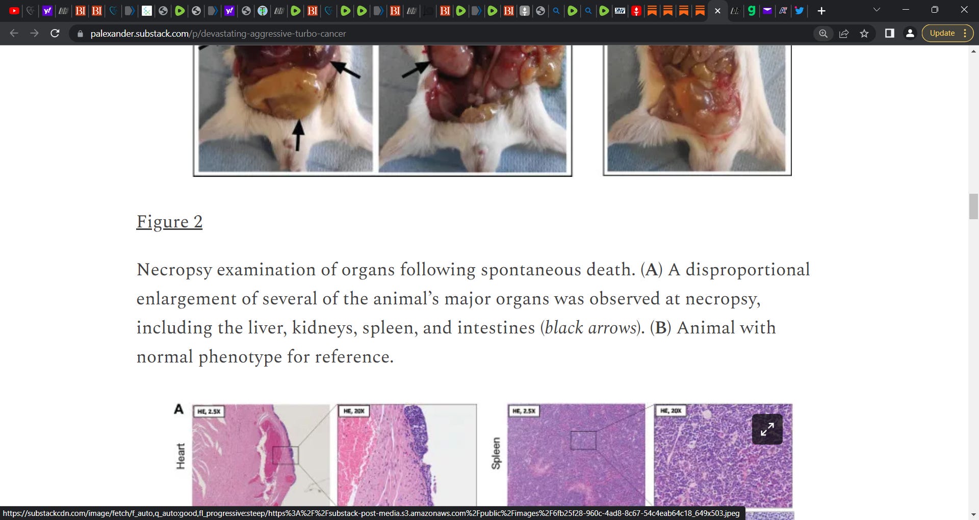 Belgian mice study (n=14 mice) with exploding MASSIVE internal organs (slide B right photo ...