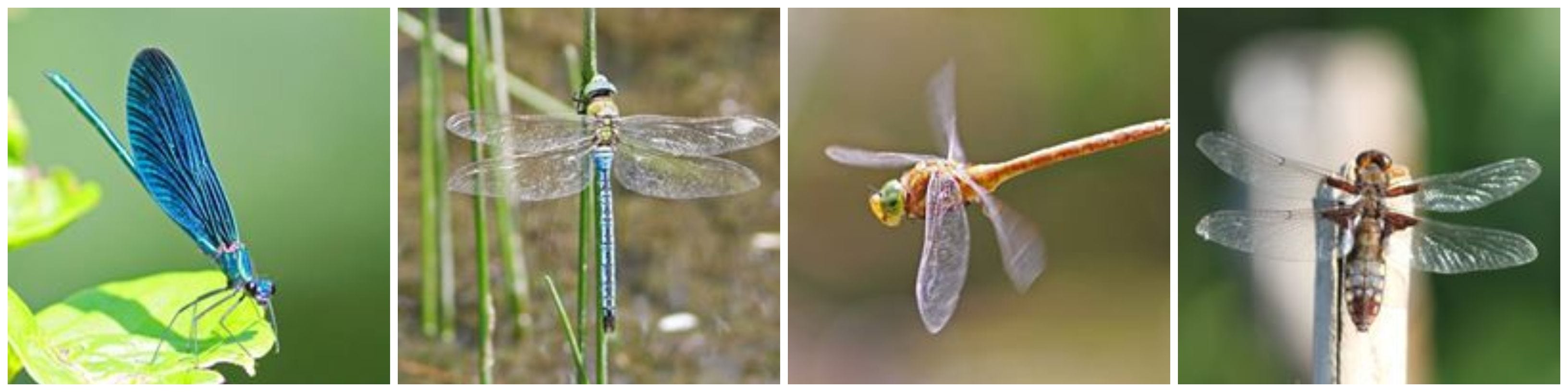 Balkan Ecology Project : Wildlife Pond Design, Planting and Management