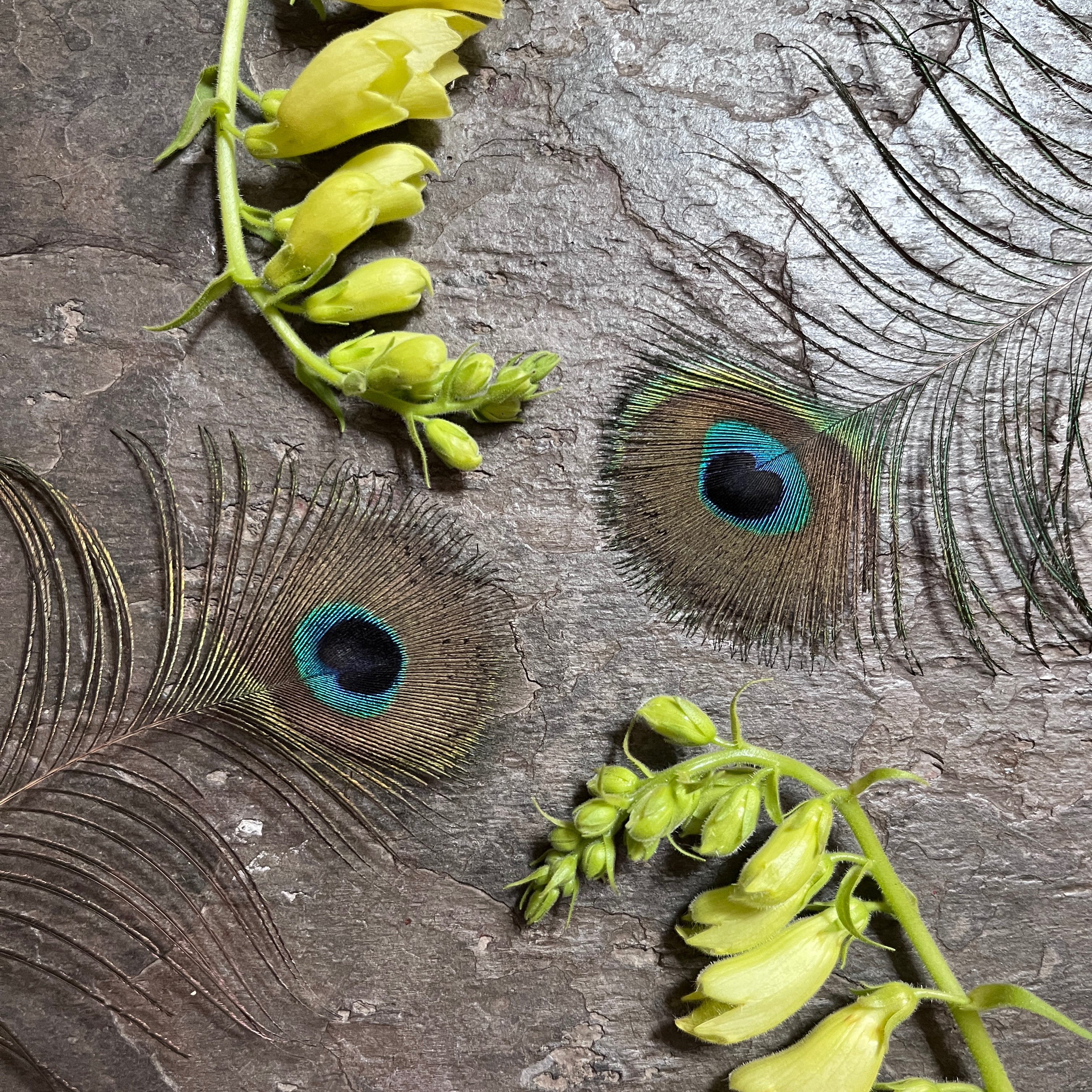 Clyde Watson | Substack