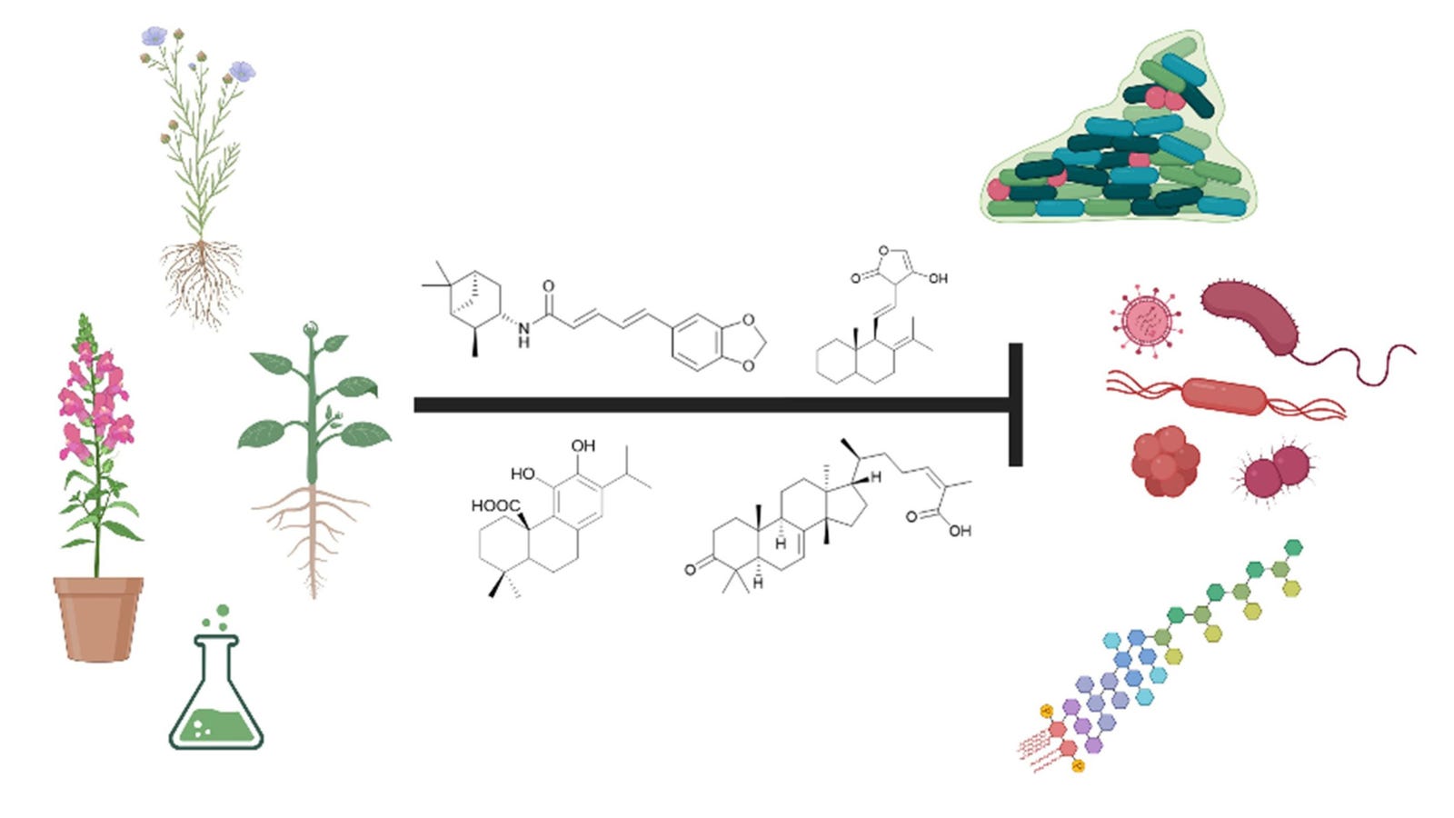 Antimicrobials from Plants - by Cassandra Quave