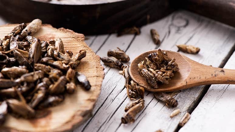 The Push for Bug-Based Diets Continues