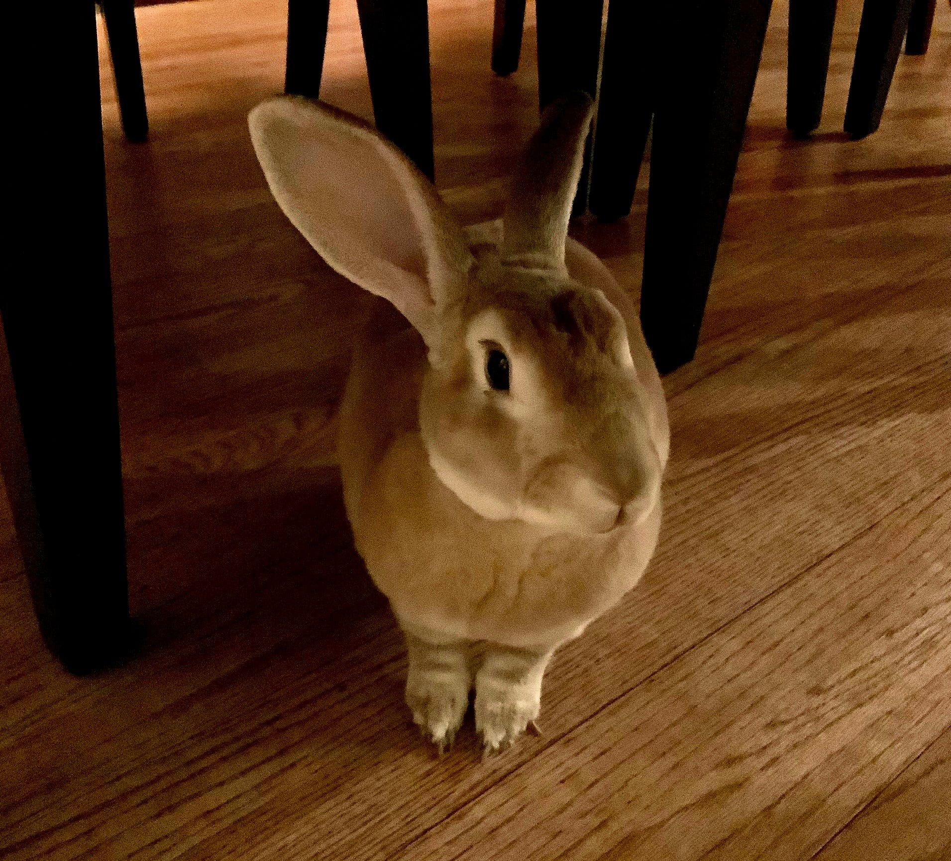 Bunwatch: My passion for rabbits - by Leah P - Lagomorpha