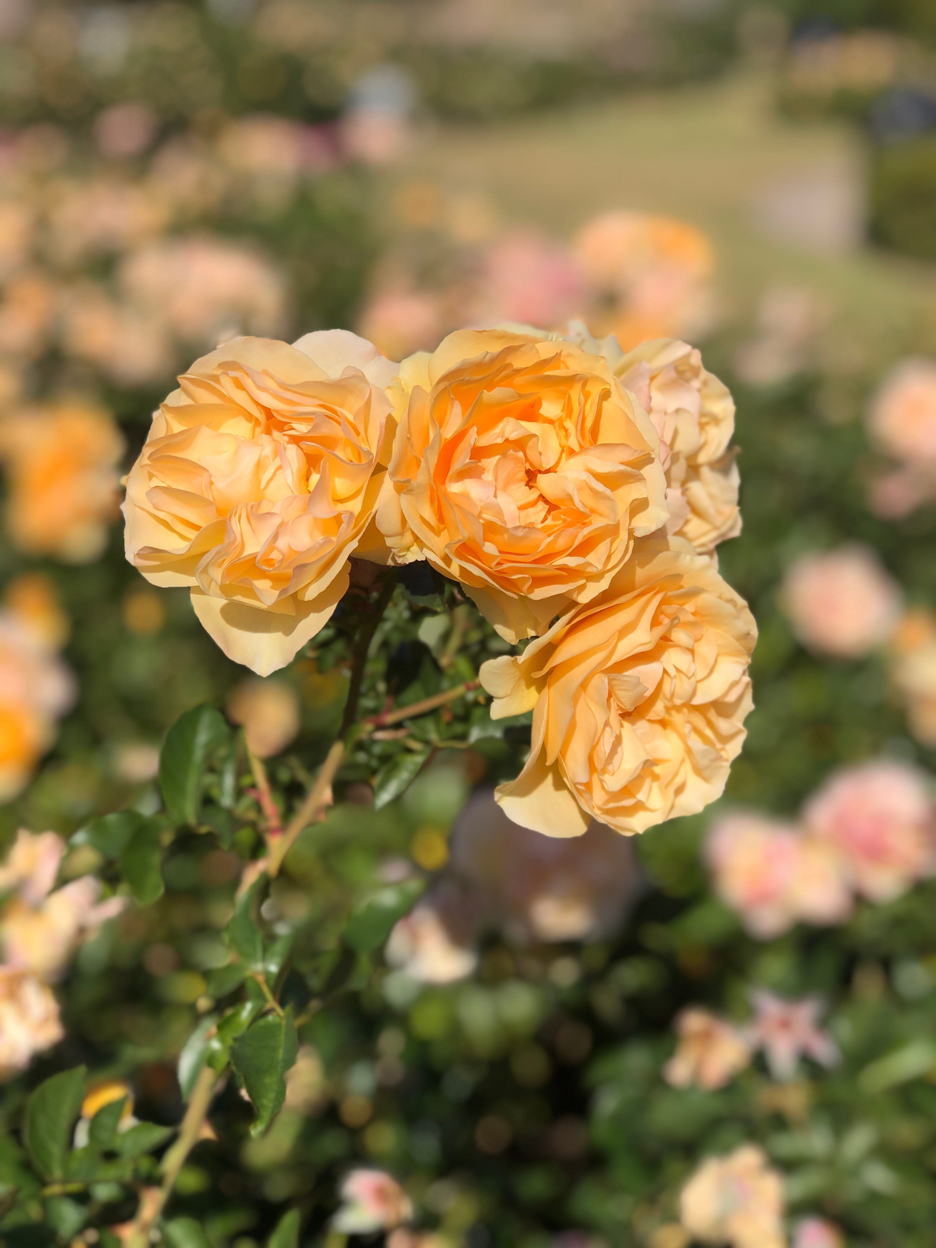 Oh Hello - by Allison Loomis - Allison’s Substack